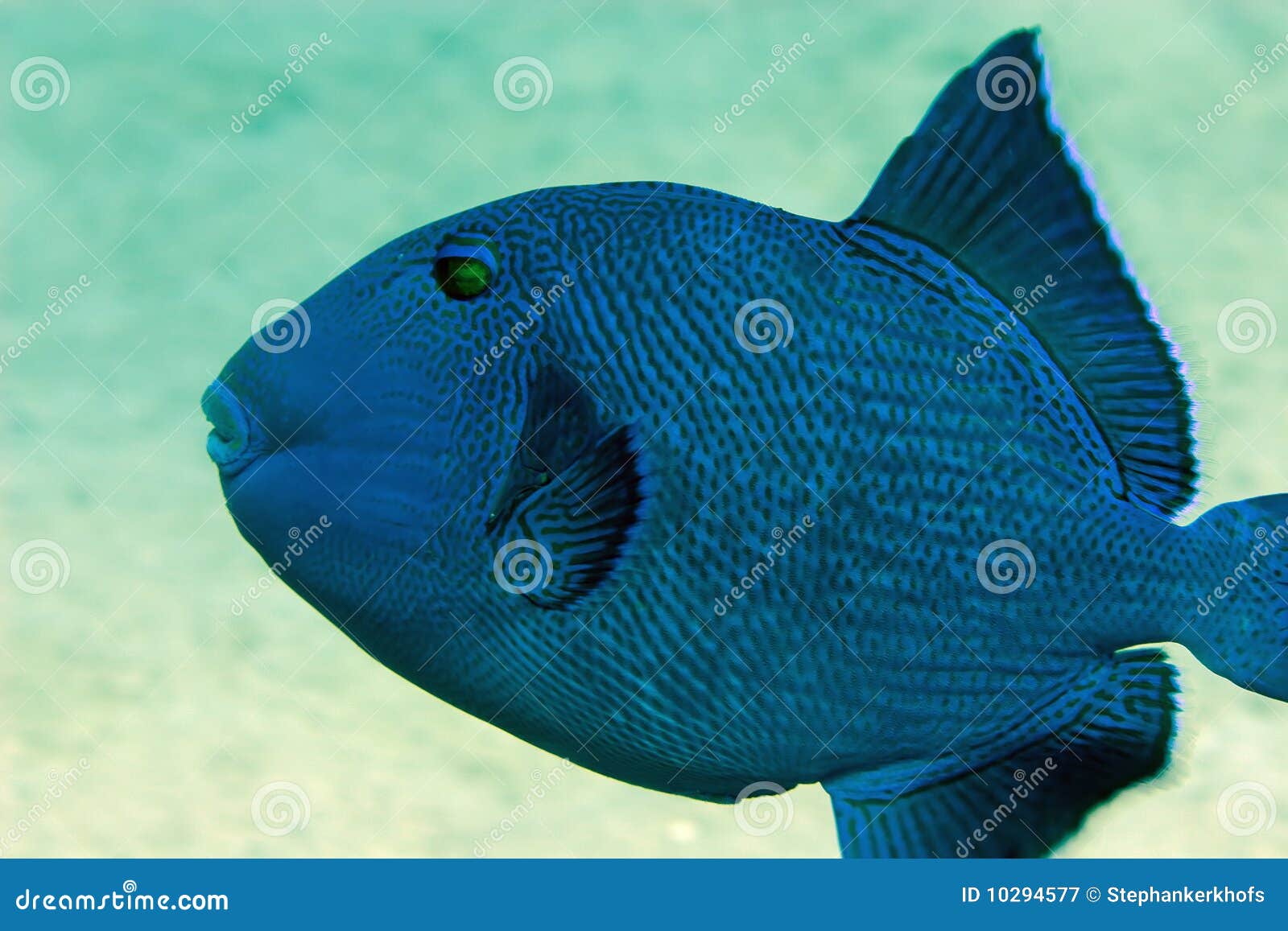 Blue triggerfish stock image. Image of coral, blue, fish - 10294577