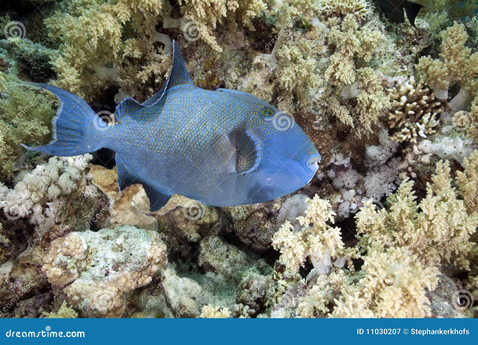 Blue triggerfish stock image. Image of nature, exotic - 11030207
