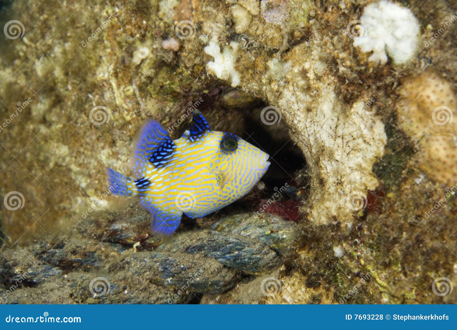 Blue triggerfish stock photo. Image of white, crab, ocean - 7693228