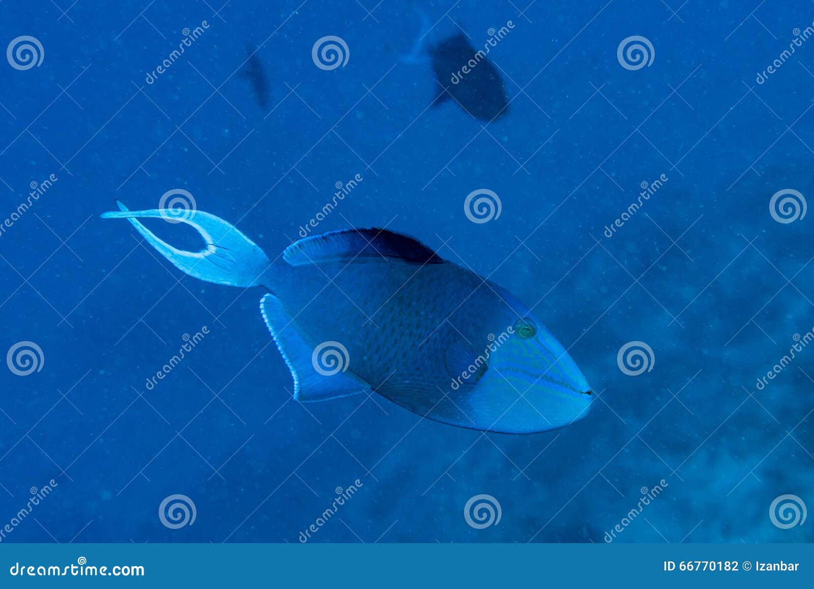 Blue Triggerfish while Diving Maldives Stock Photo - Image of exotic ...