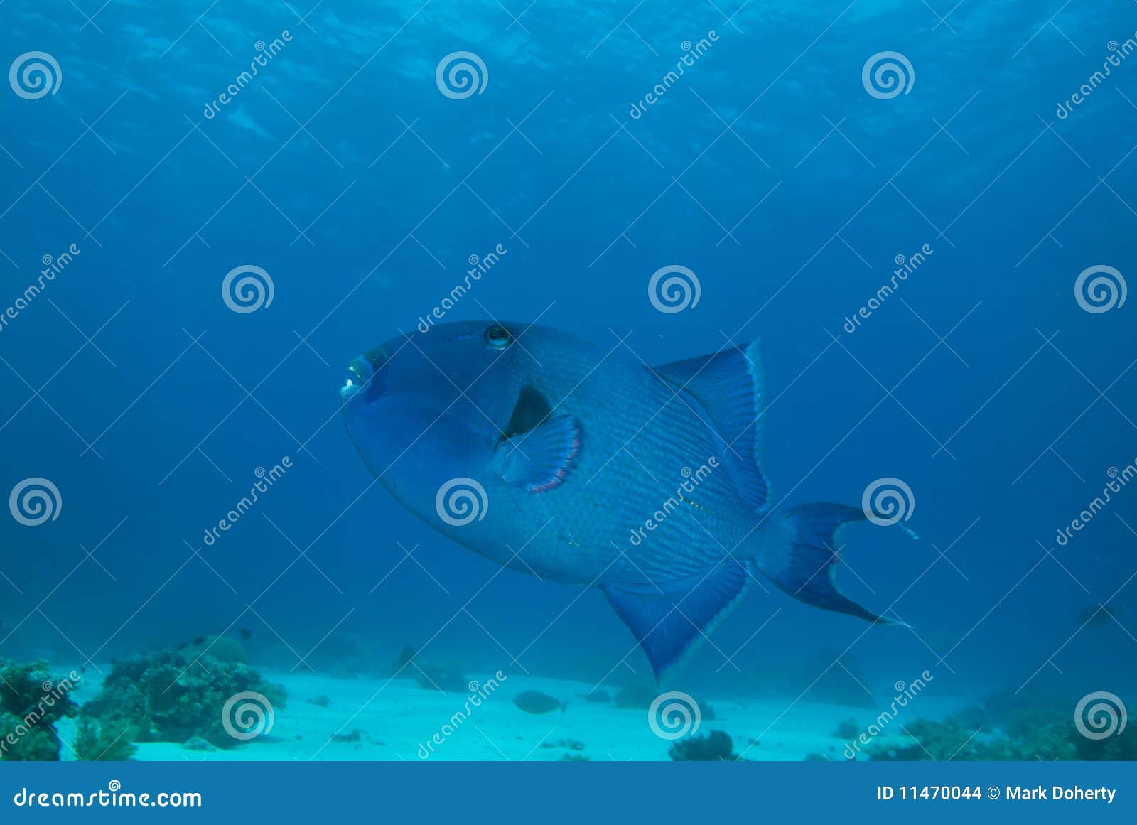 Blue Triggerfish (pseudobalistes Fuscus) Stock Photo - Image of wild ...