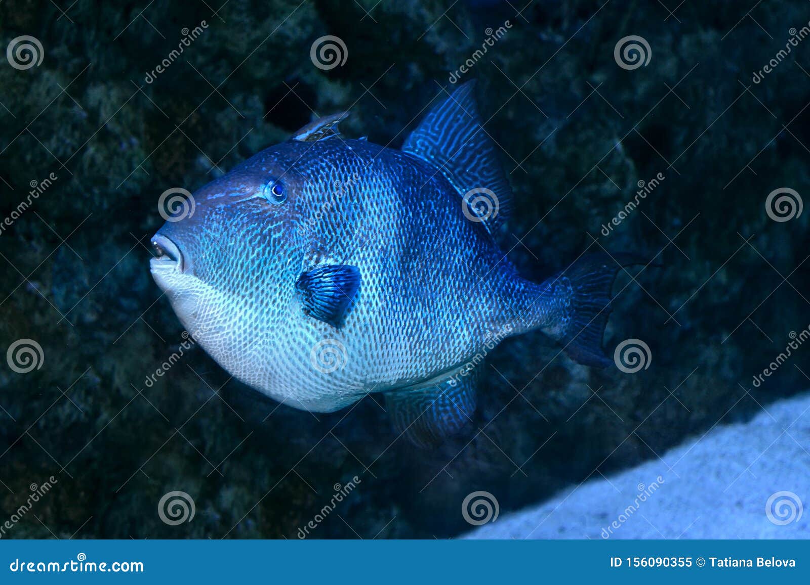 Blue Triggerfish Pseudobalistes Fuscus Stock Image - Image of length ...