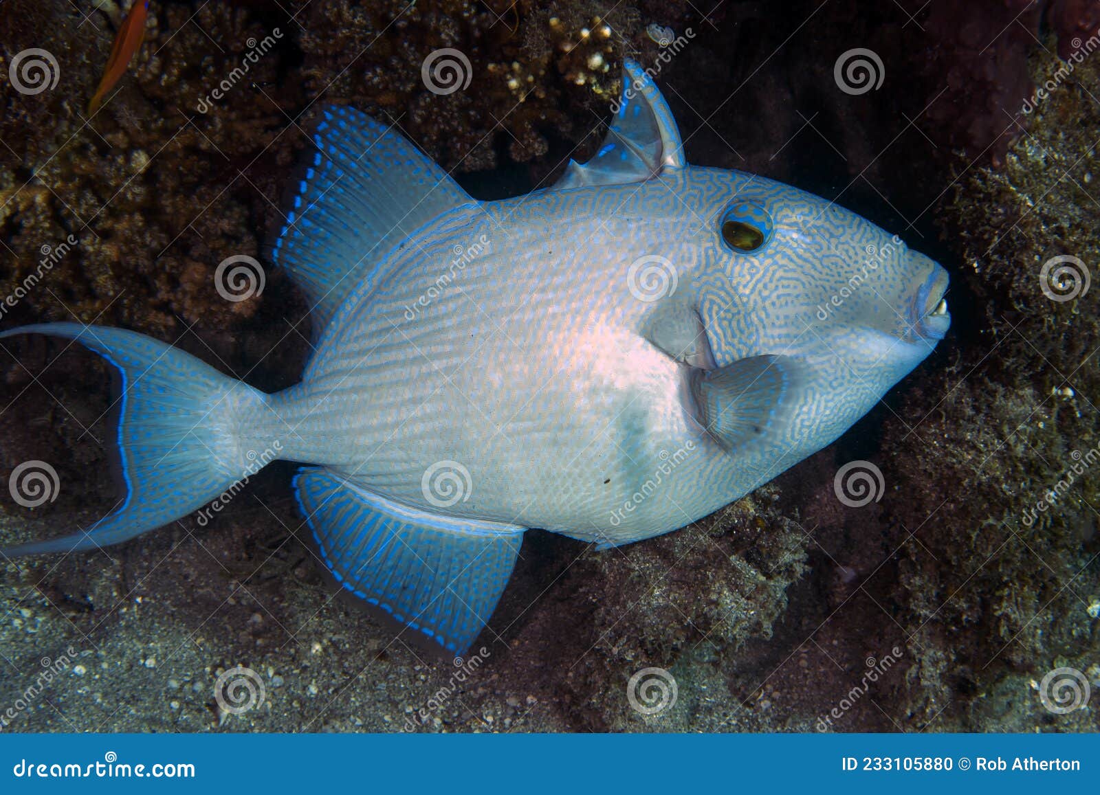A Blue Triggerfish Pseudobalistes Fuscus in the Red Sea Stock Photo ...