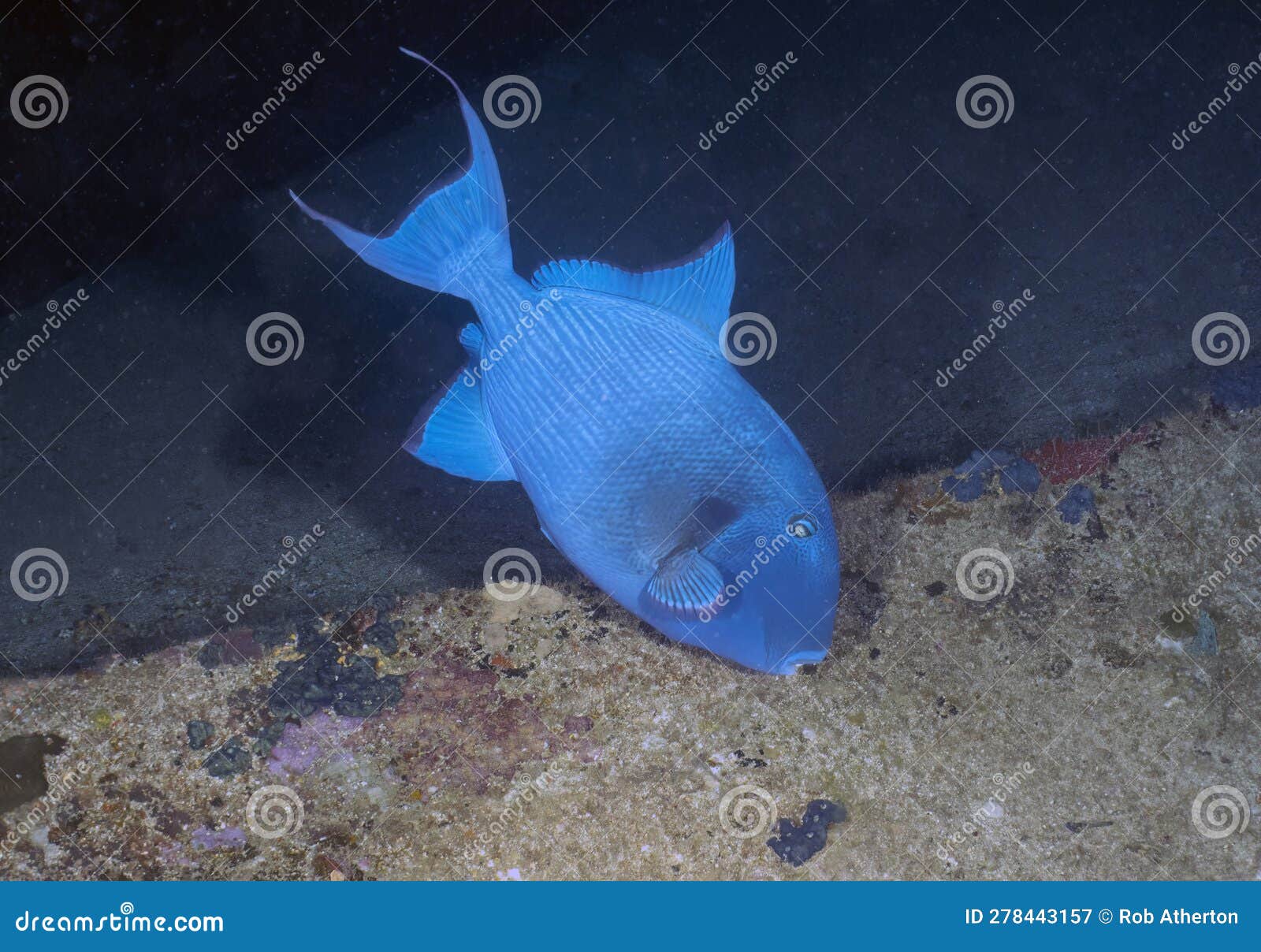 A Blue Triggerfish (Pseudobalistes Fuscus) in the Red Sea Stock Image ...