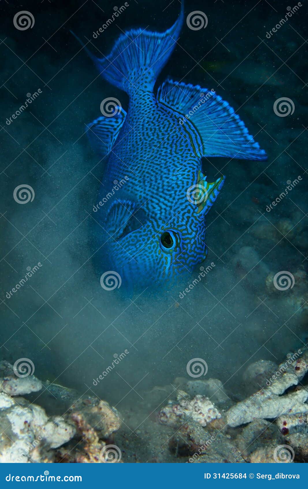Blue triggerfish stock photo. Image of color, rippled - 31425684