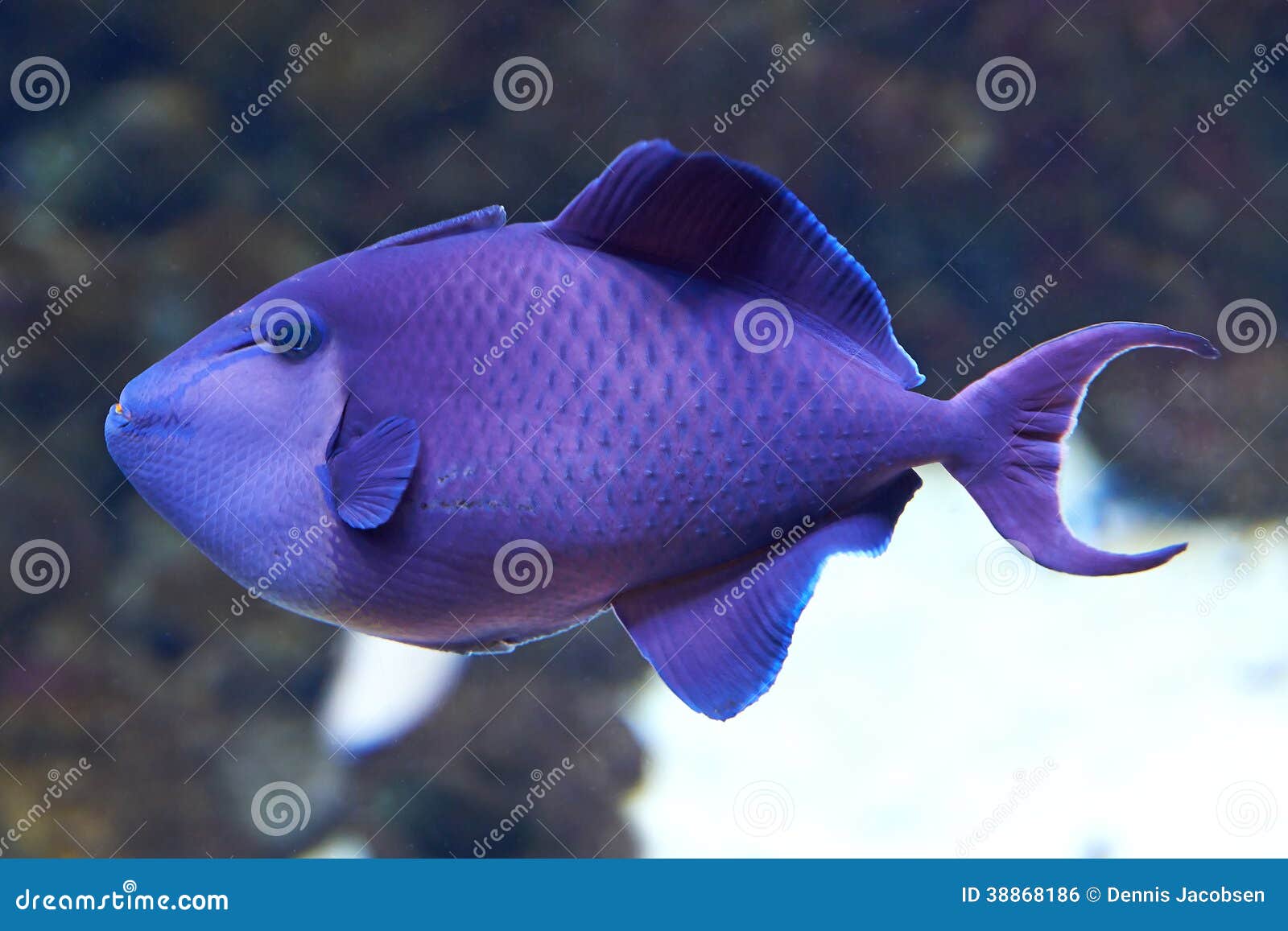Blue Triggerfish (Pseudobalistes Fuscus) Stock Photo - Image of ocean ...