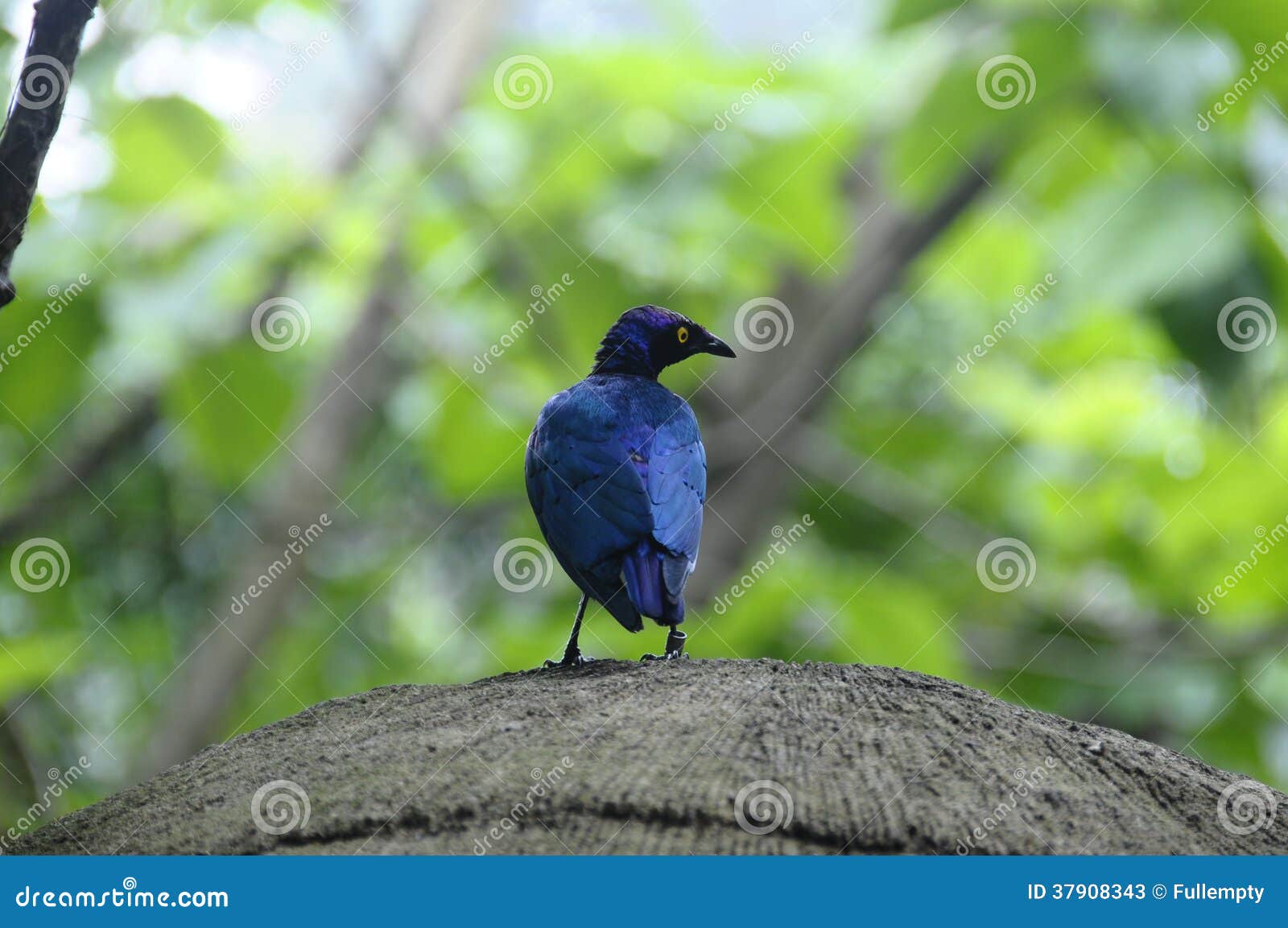 Blue tropical bird stock image. Image of blue, monticola - 37908343