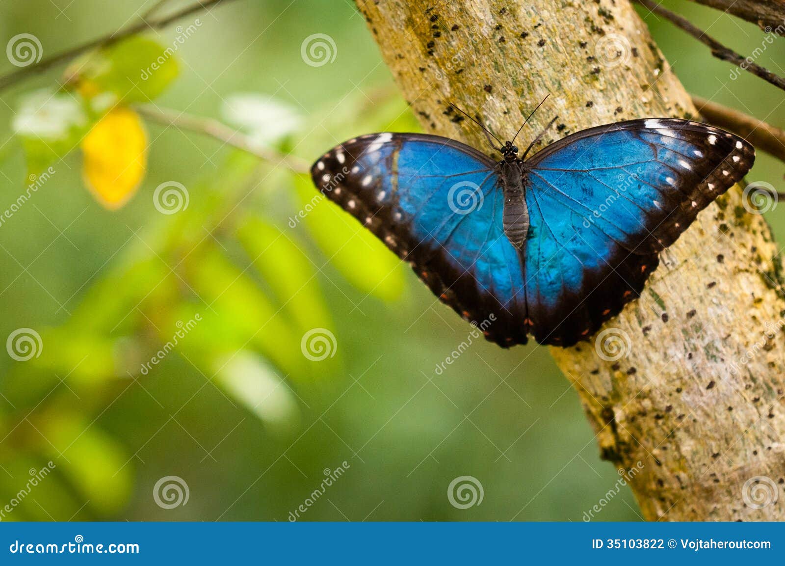 Blue Tropical Butterfly in the Jungle Stock Photo - Image of animal ...