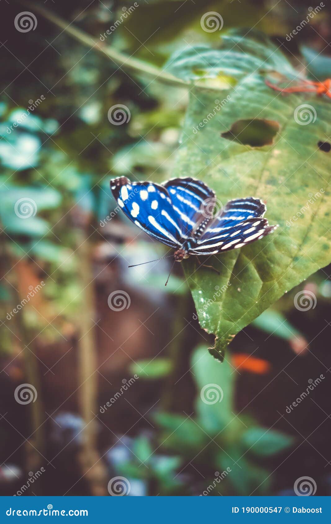 Blue Tropical Butterfly on a Leaf Stock Image - Image of background ...