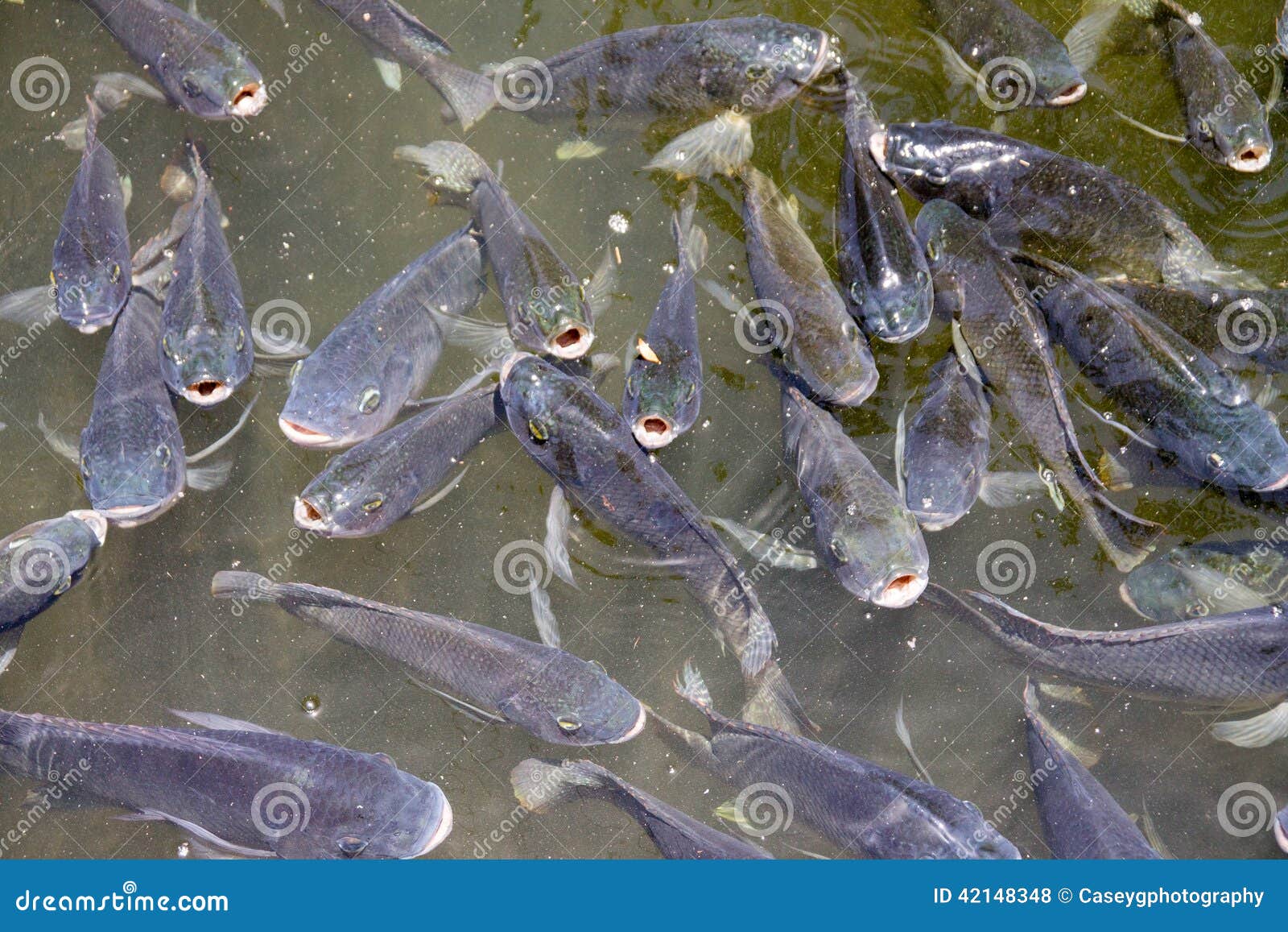Blue Trout 2 stock photo. Image of sunshine, open, animal - 42148348