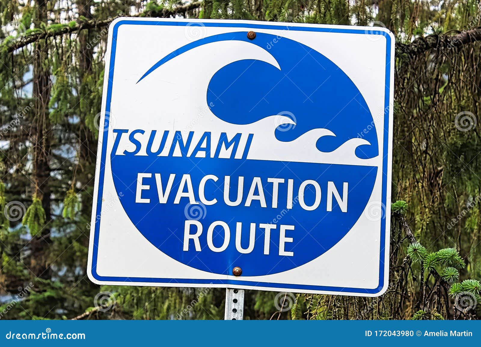 A Blue Tsunami Evacuation Route Direction Sign Stock Photo - Image of ...