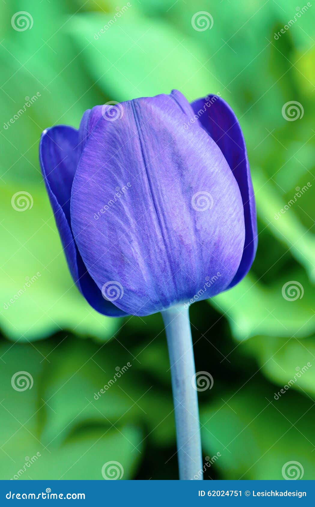 Blue tulip. stock image. Image of spring, april, beautiful - 62024751
