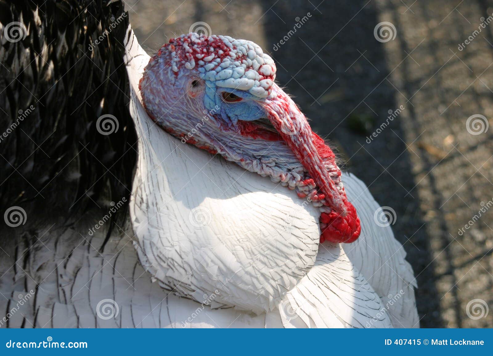 Blue Turkey stock image. Image of blue, white, gobble, wildlife - 407415