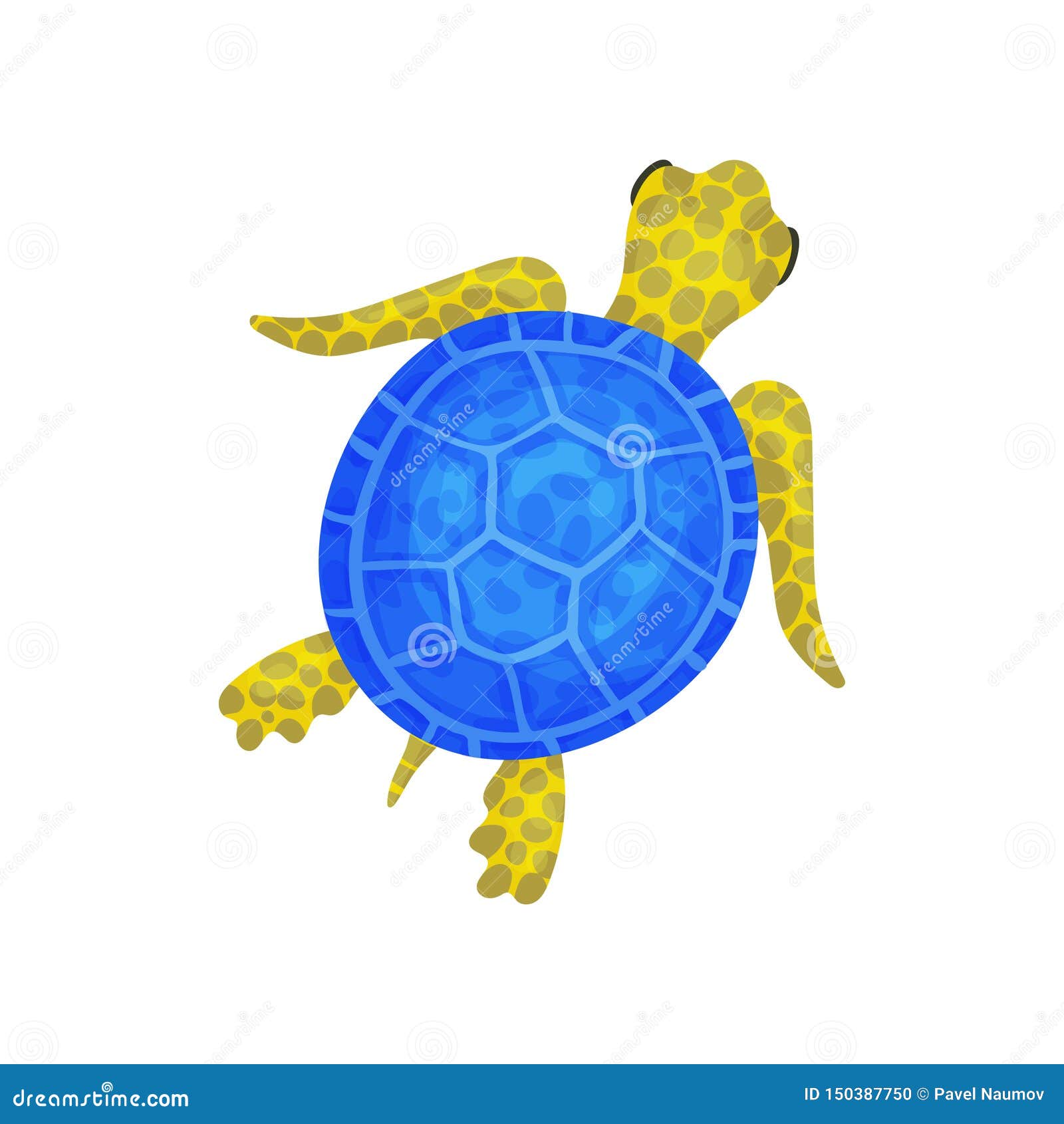 Turtle Top View, Carapace, Crawling, Sketch, Vector | CartoonDealer.com ...