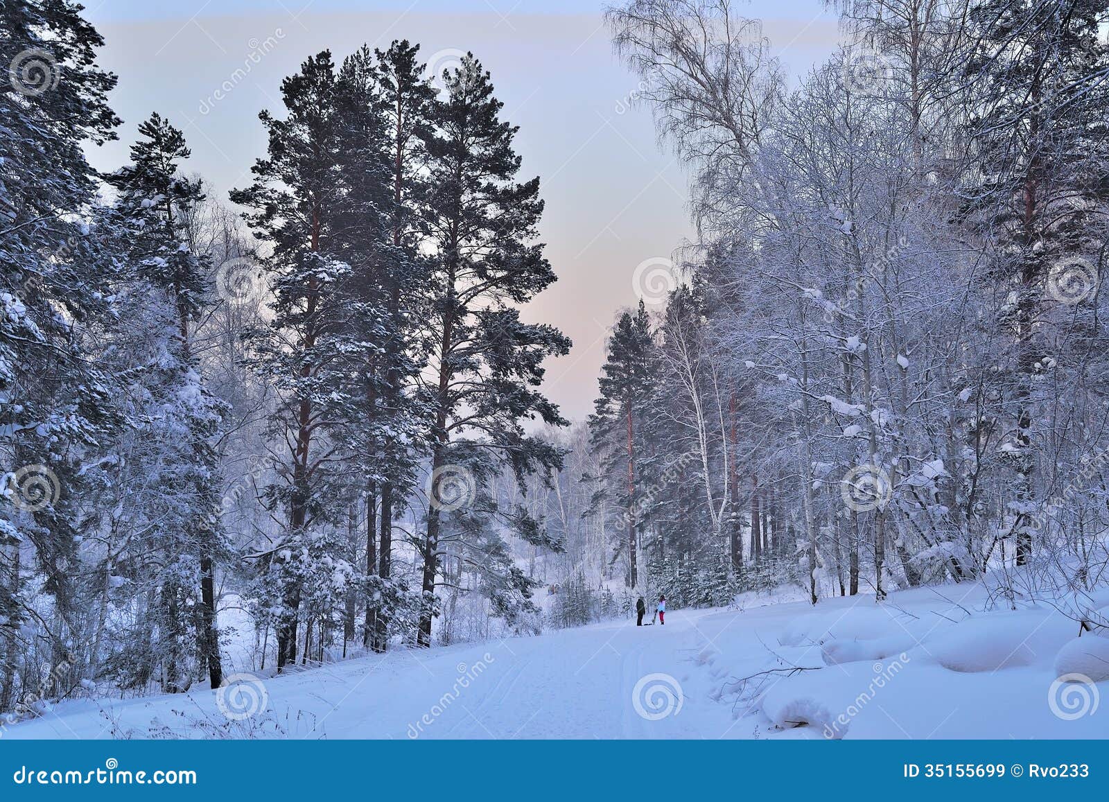 Blue Twilight in the Winter Forest. Stock Image - Image of frost ...