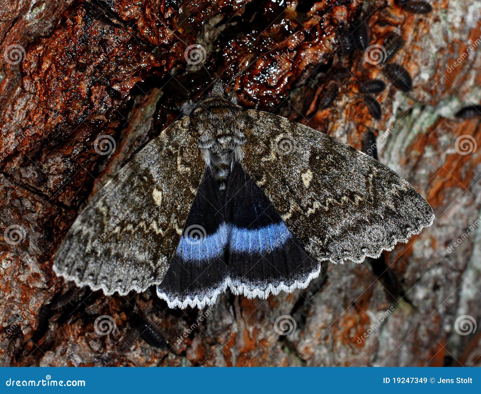 The Blue Underwing stock image. Image of hairy, blue - 19247349