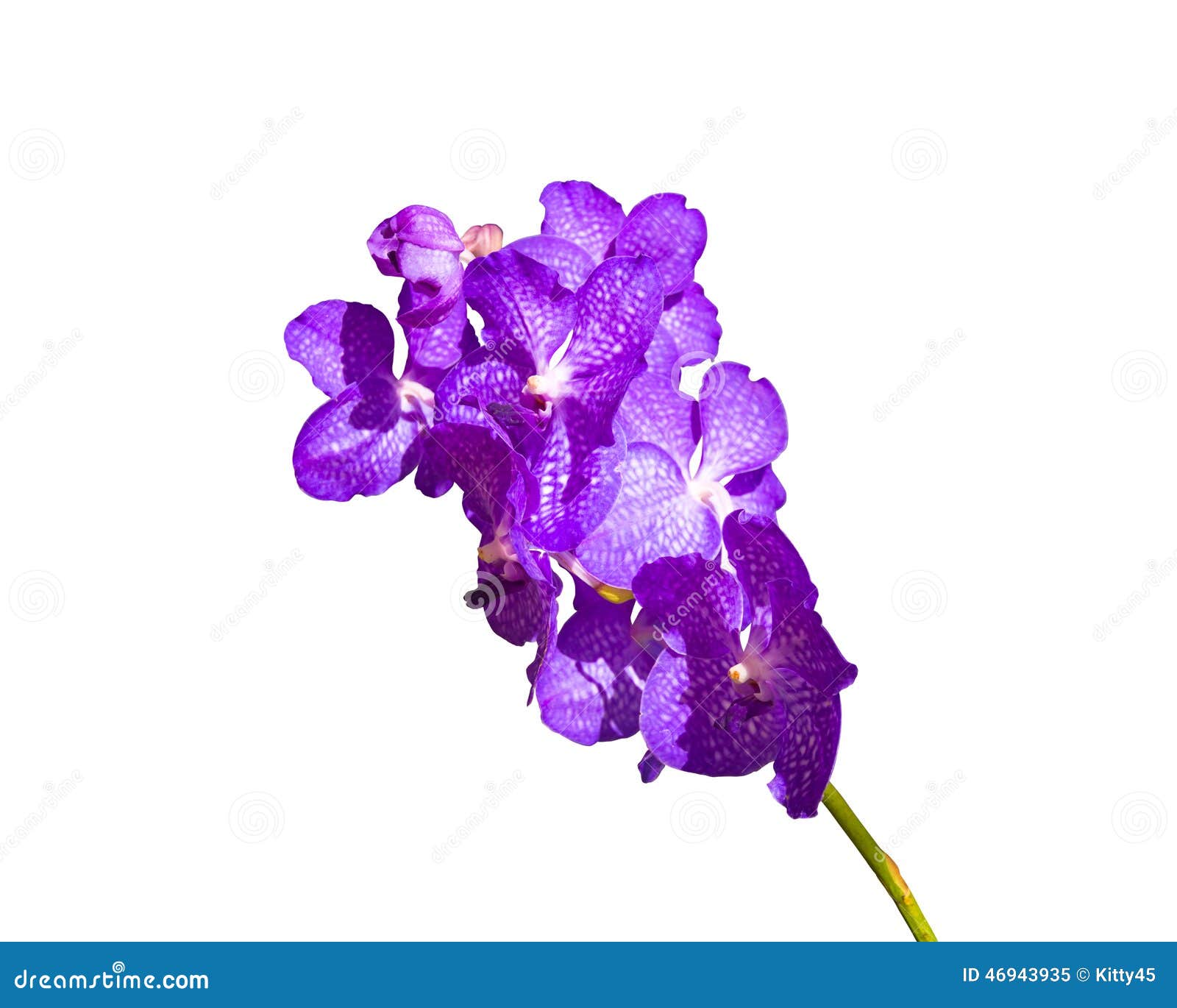 Blue Vanda coerulea Orchid stock image. Image of violet - 46943935