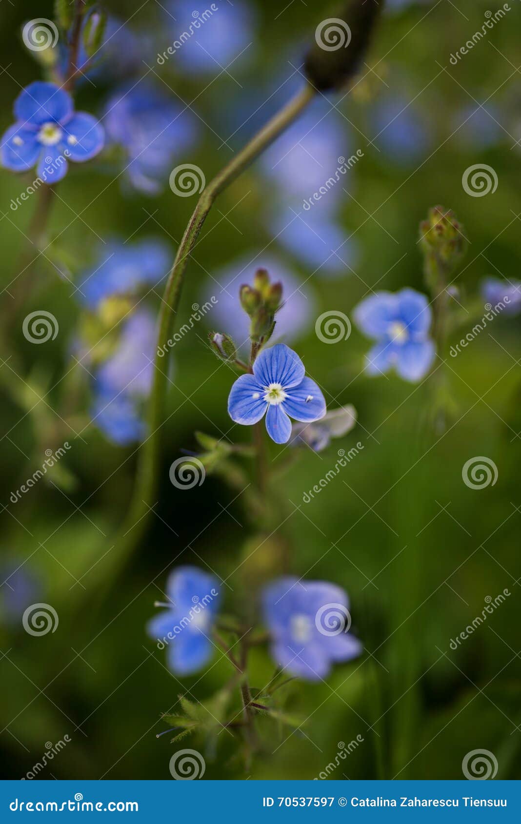 Blue Veronica Flowers on a Field Stock Image - Image of macro, plant ...
