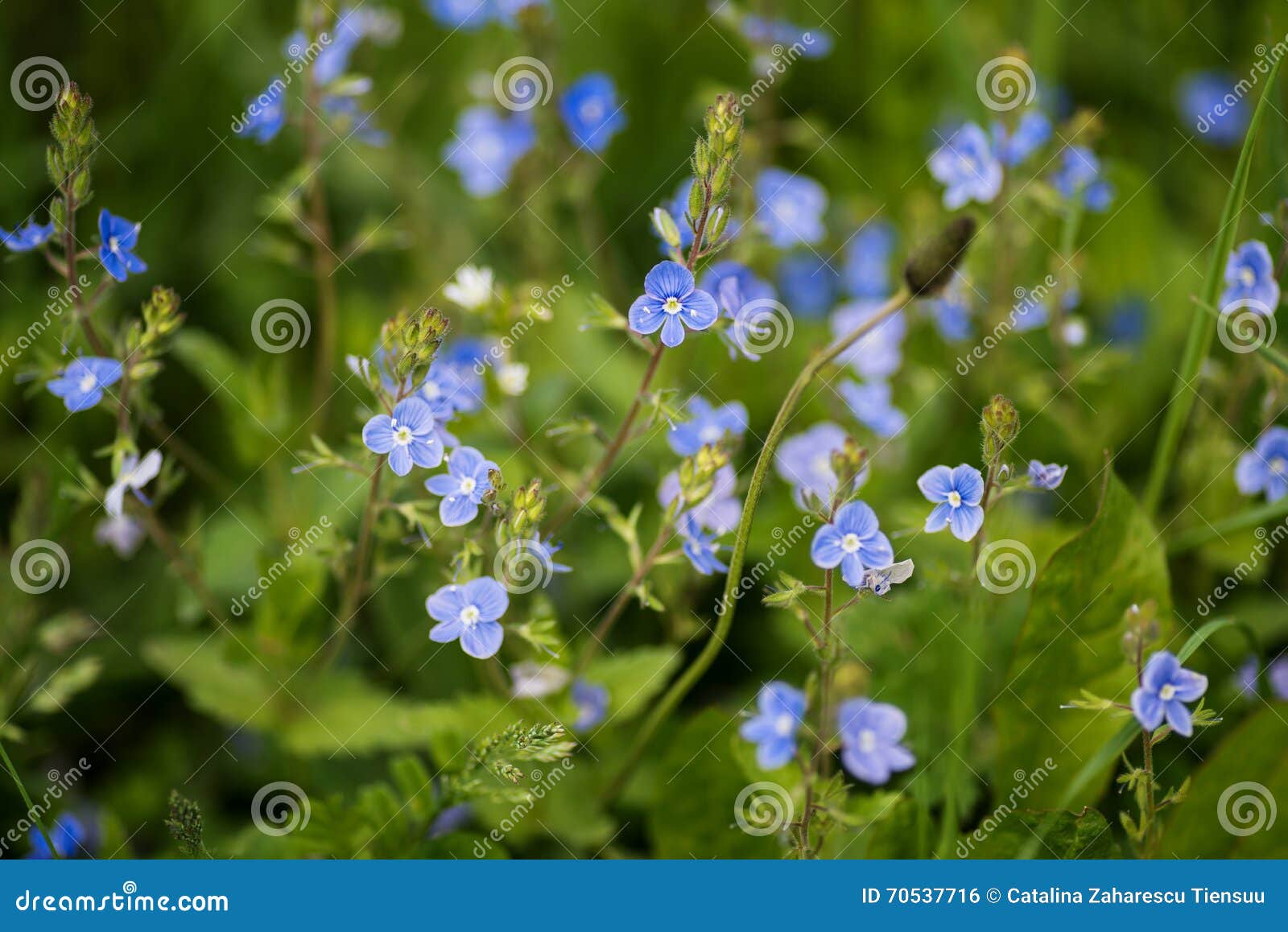 Blue Veronica Flowers on a Field Stock Photo - Image of life, leaf ...