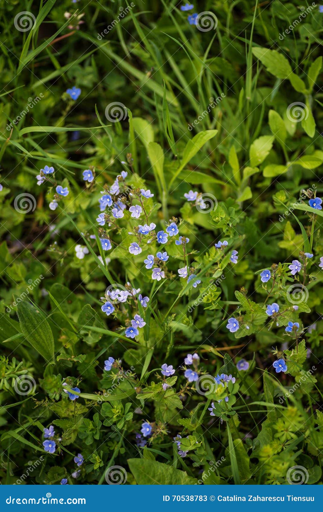 Blue Veronica Flowers on a Field Stock Image - Image of meadow, green ...
