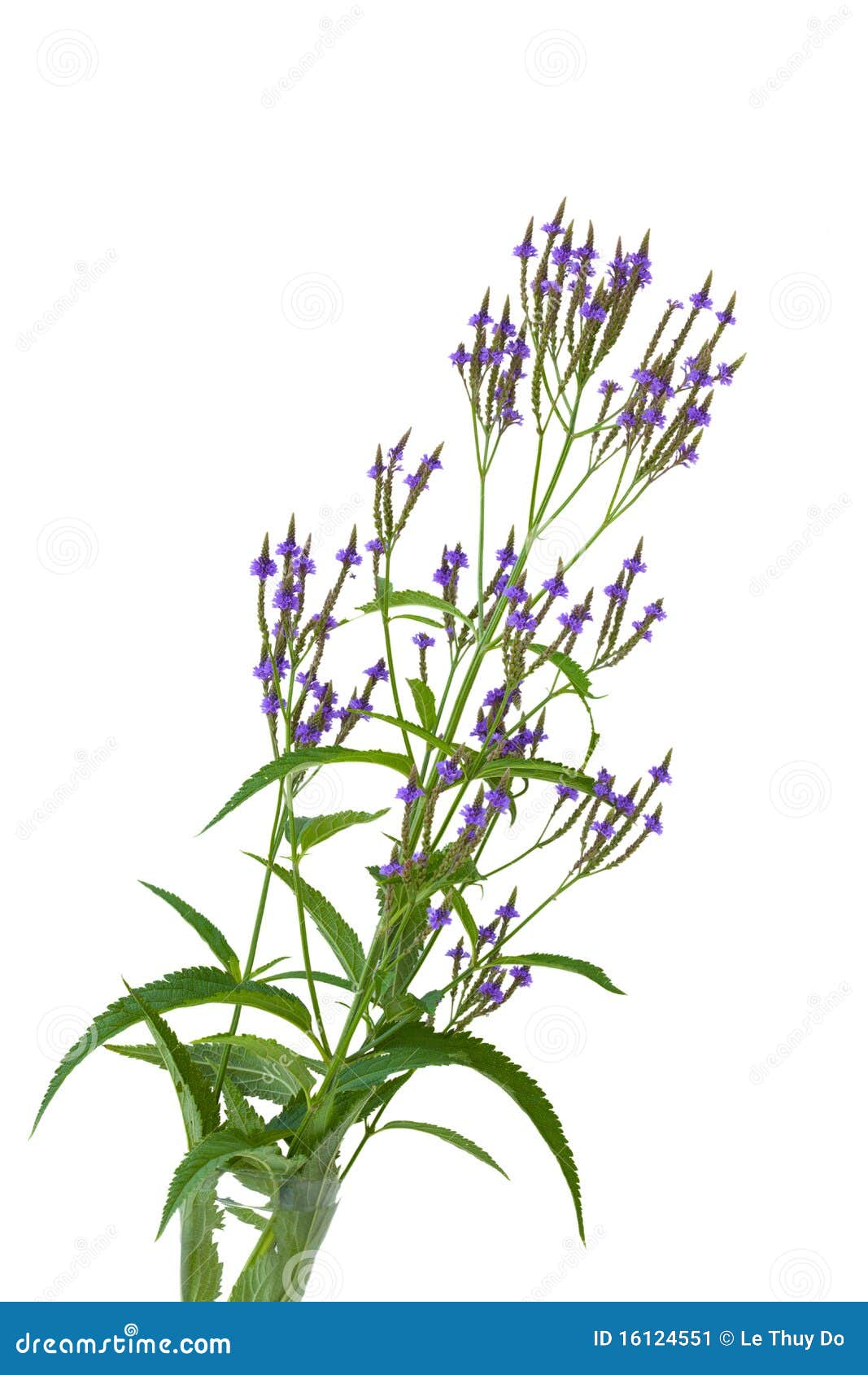 Blue Vervain stock image. Image of uncultivated, wild - 16124551