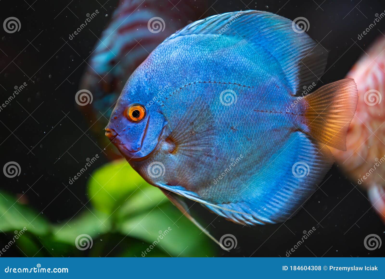 Blue Vibrant Discus Fish in a Fishtank Stock Photo - Image of river ...