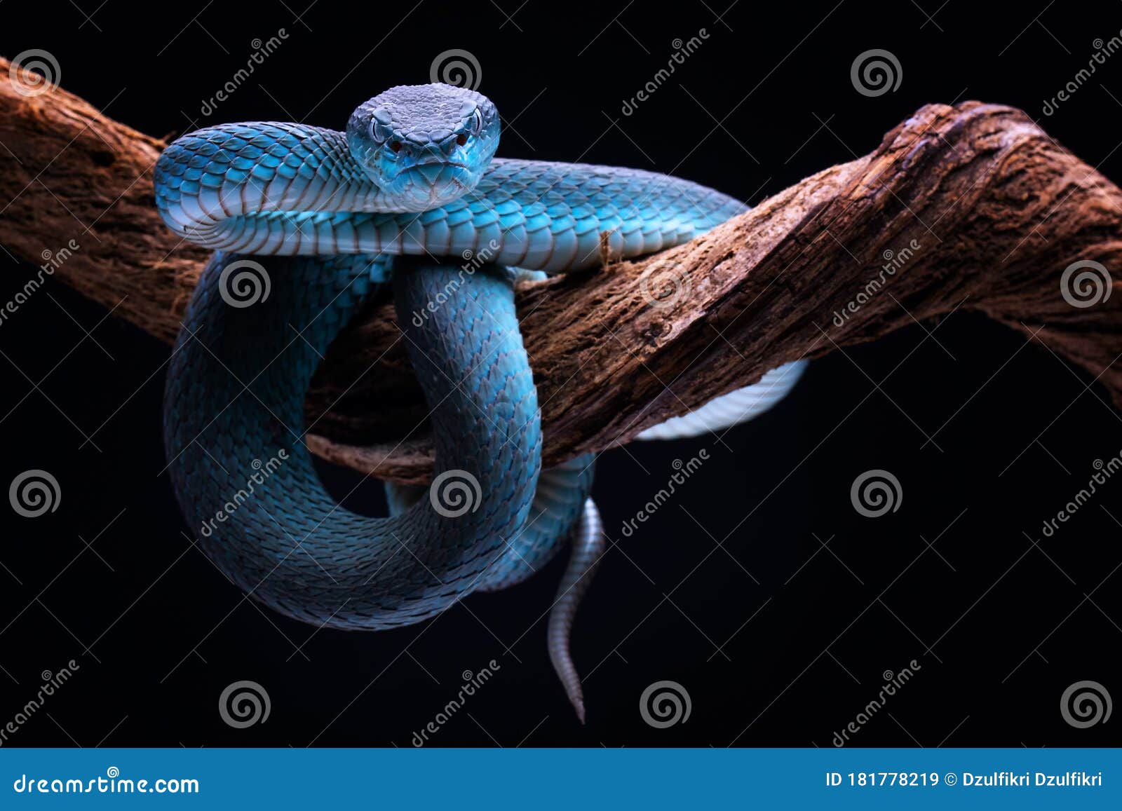 Attack Position, A Blue Viper Ready To Attack Anything , Nature, Macro ...