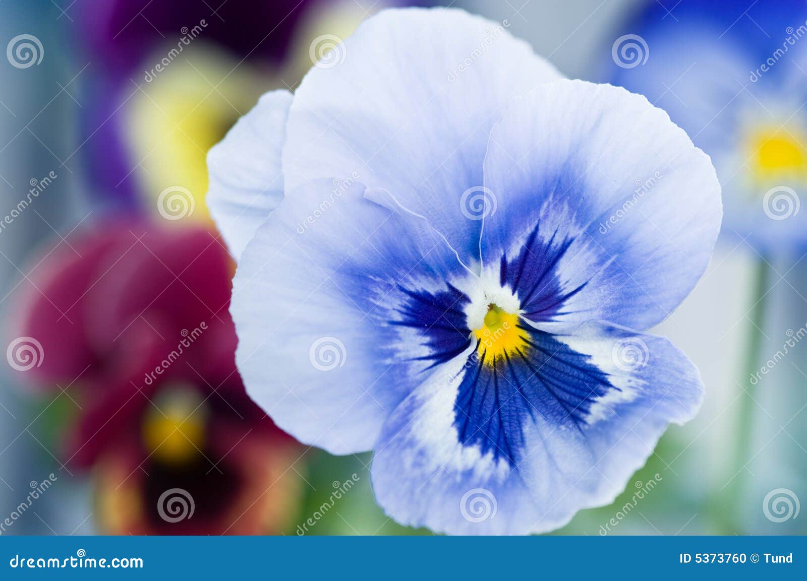 Blue Viola stock photo. Image of springtime, viola, botany - 5373760