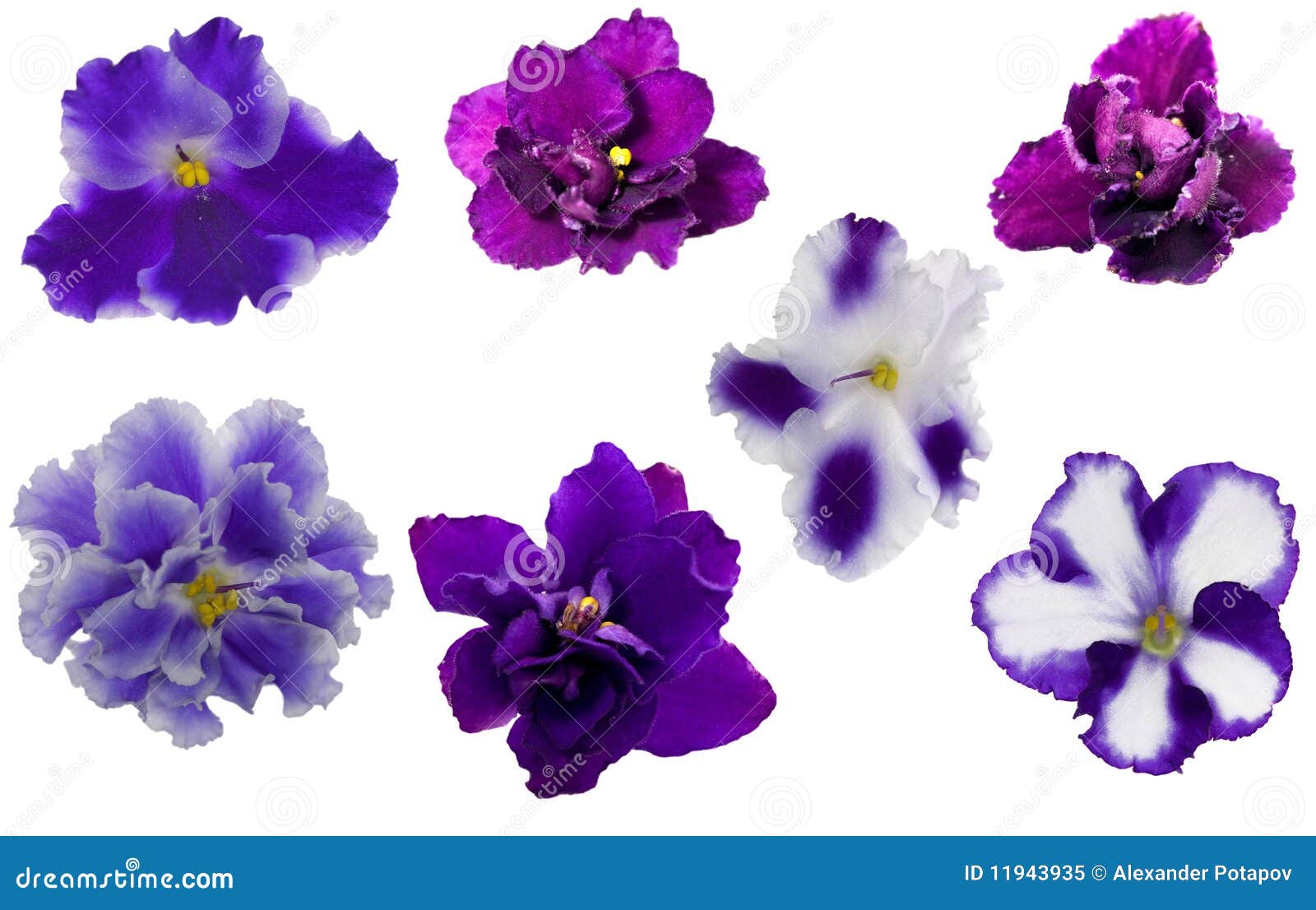 Blue Violet Flowers Collection Stock Image - Image of lilac, beauty ...