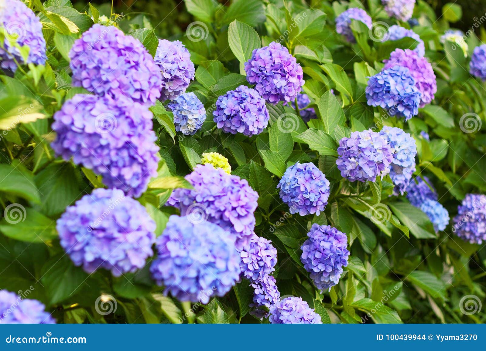 Blue and Violet Hydrangea Flowers Stock Photo - Image of field, plant ...