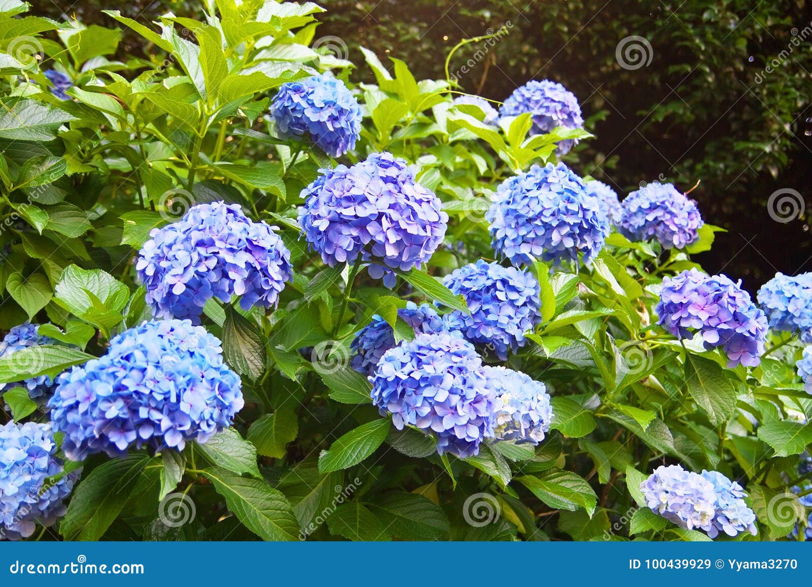 Blue and Violet Hydrangea Flowers Stock Image - Image of flower ...