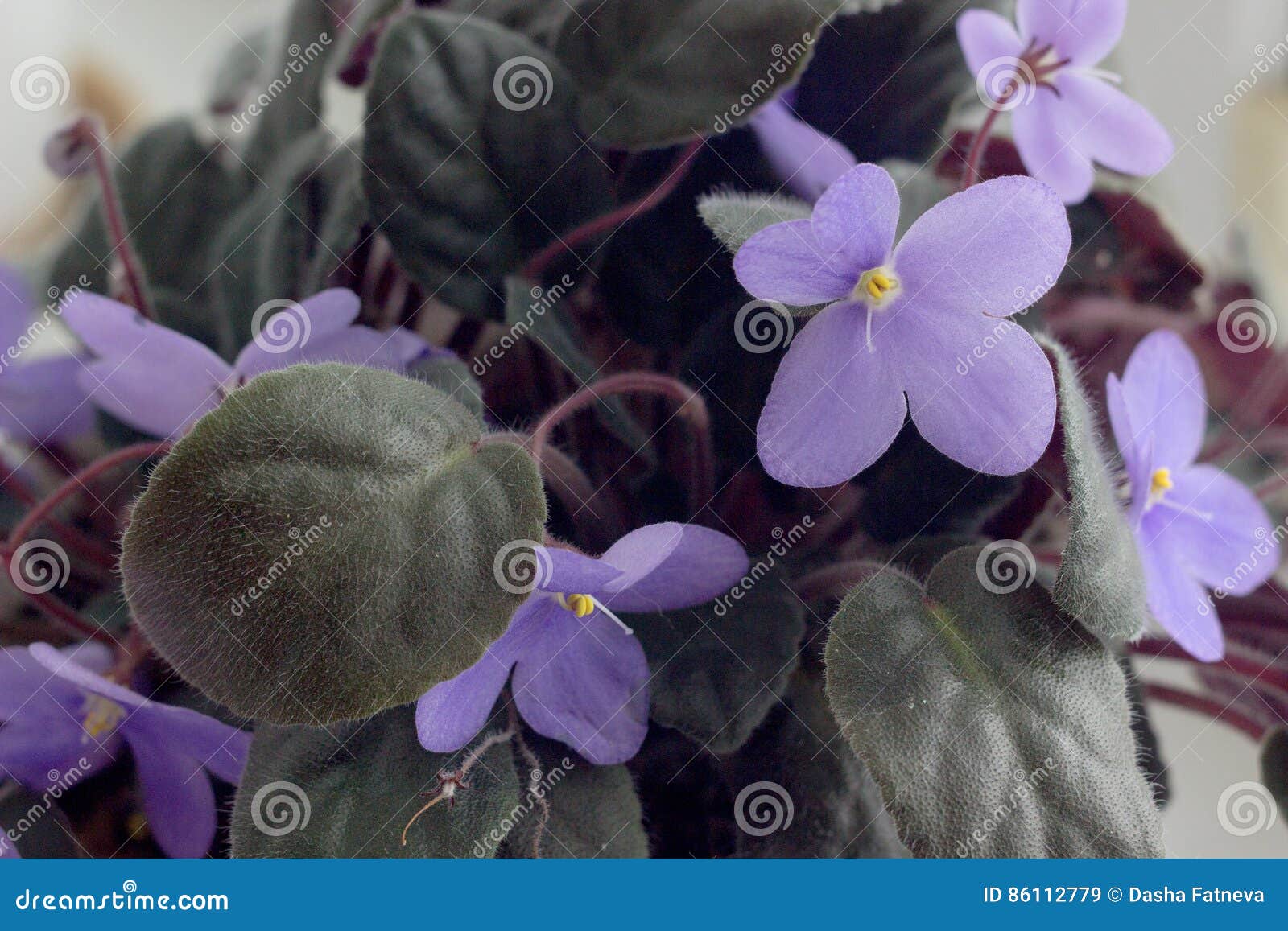 Blue Violet in a Pot. Many Colors Stock Image - Image of colorful ...