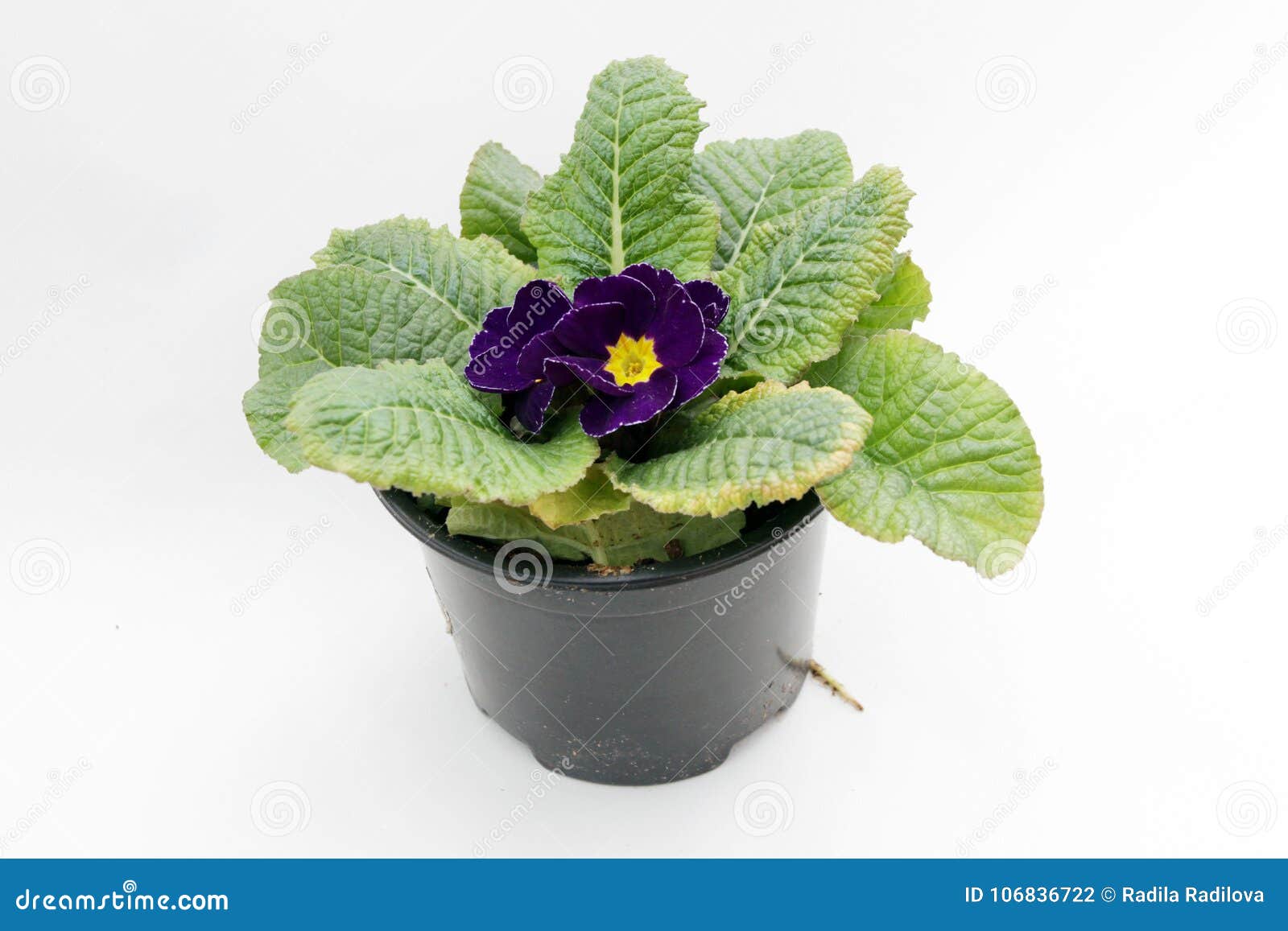 Blue Violet Primula. Primrose. Spring Flower Primula with Green Leafs ...