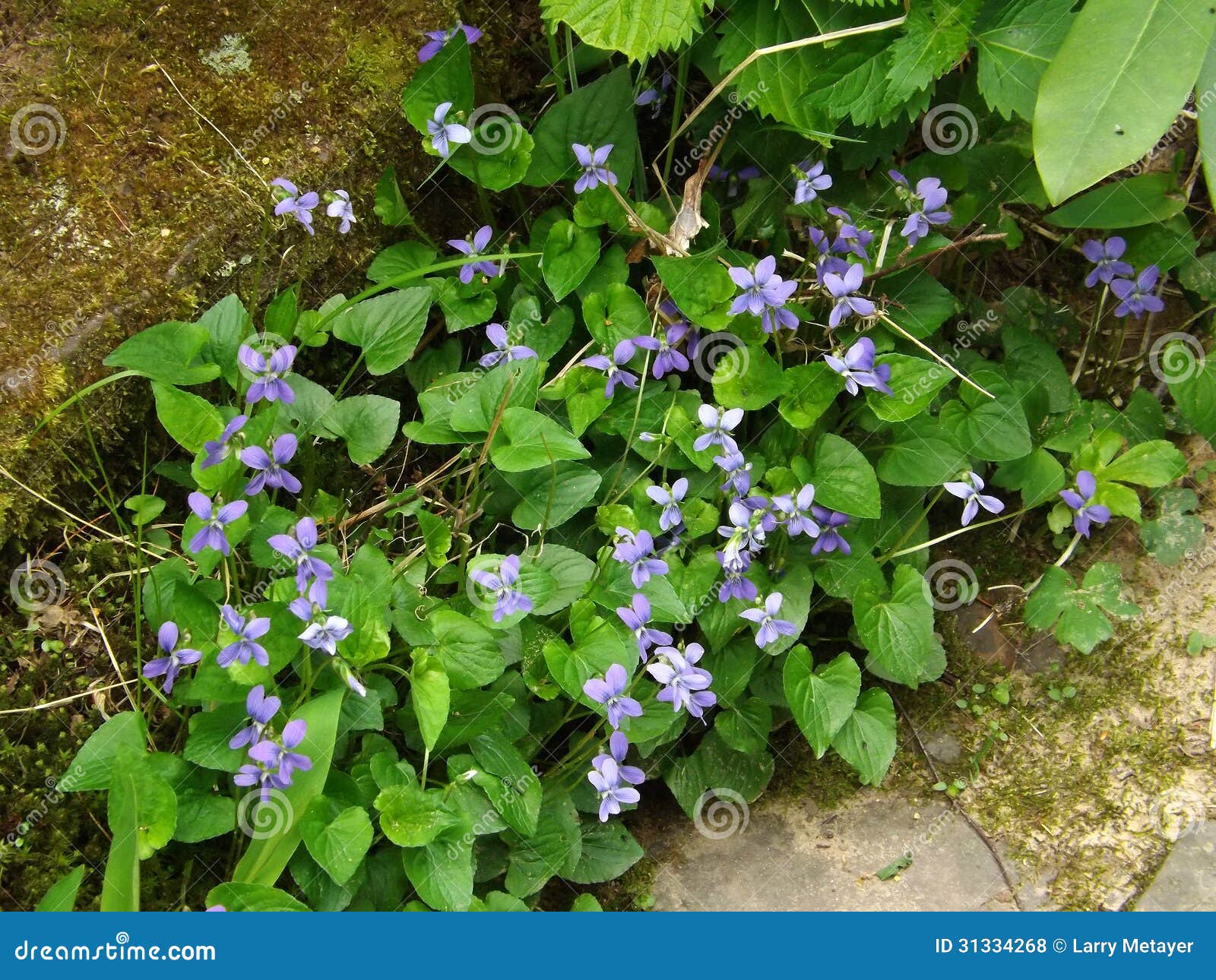 Blue Violet - Viola Sororia Stock Photo - Image of closeup, color: 31334268