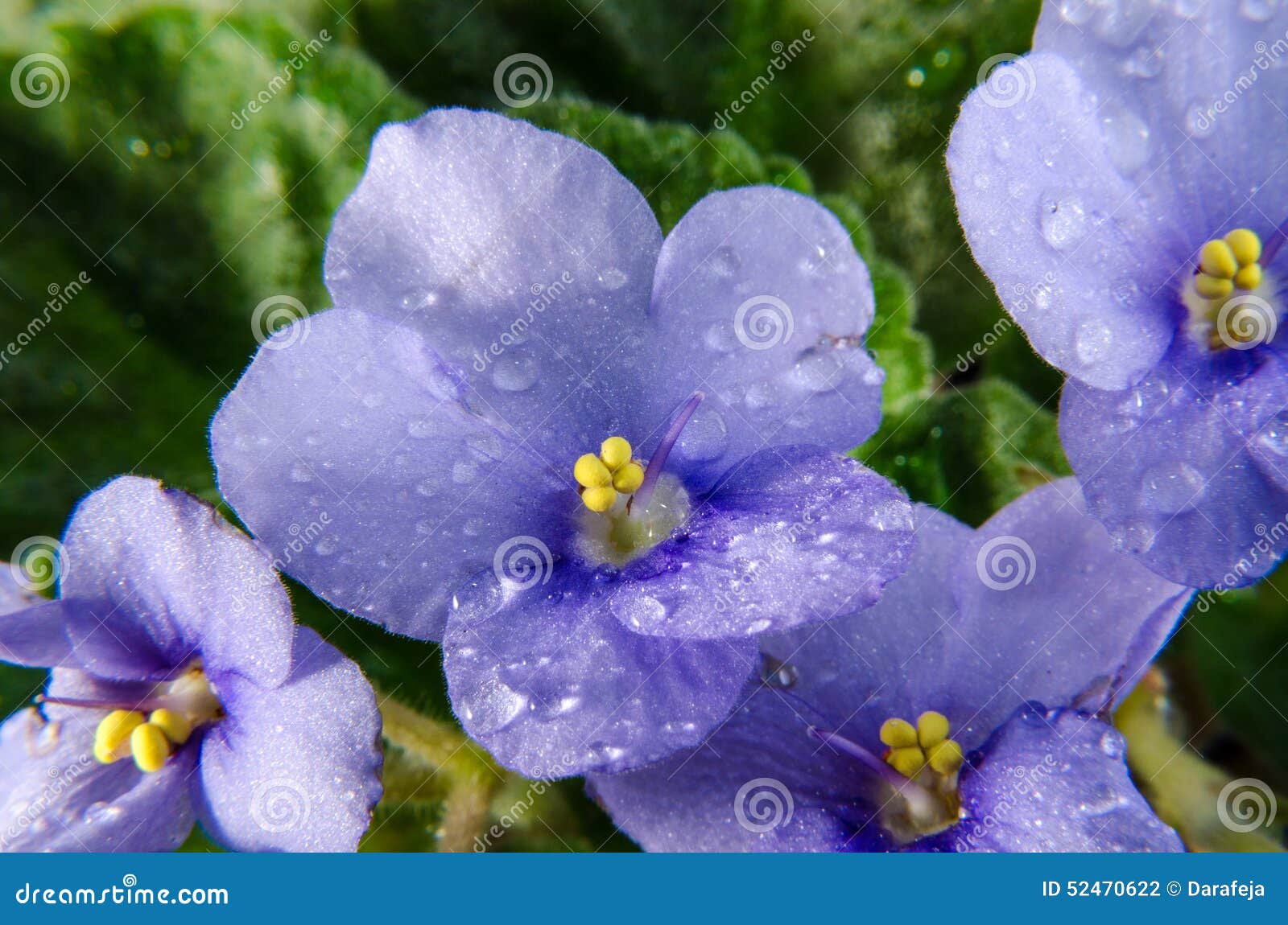 Blue Violet with Water Drops Stock Photo - Image of flora, black: 52470622