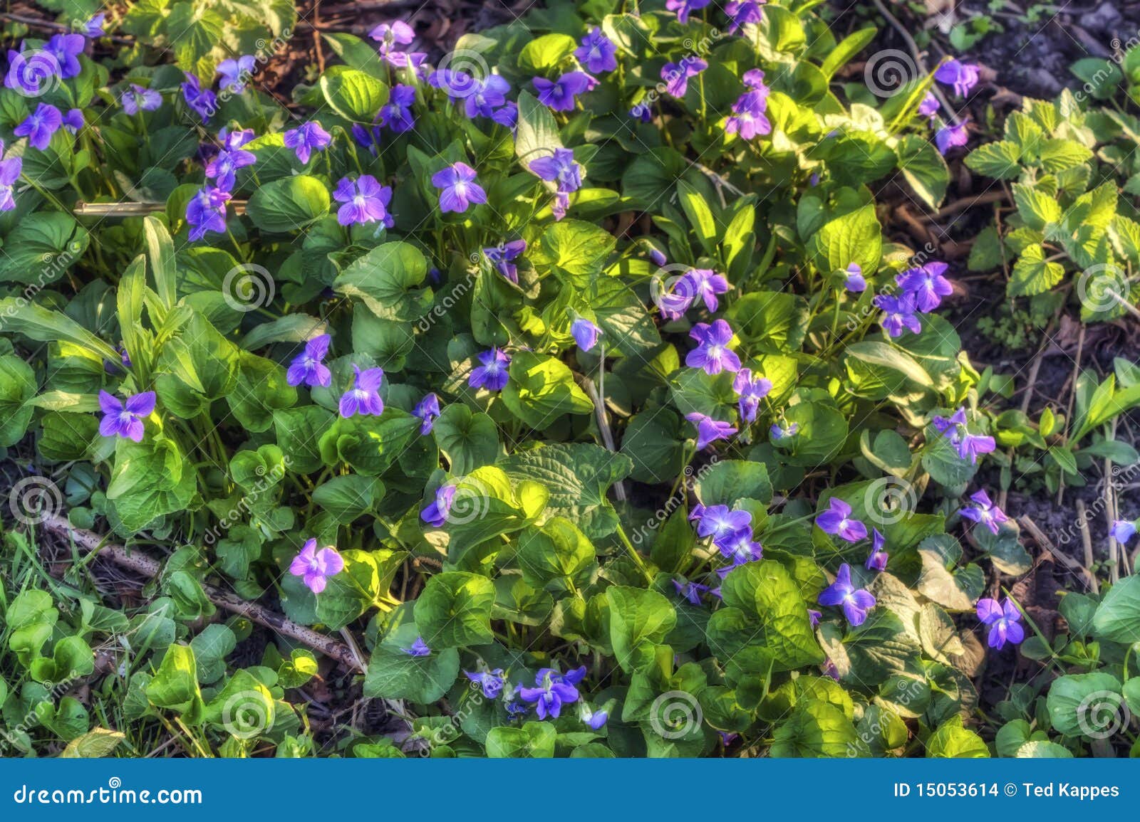 Blue Violets stock photo. Image of blooms, spring, floral - 15053614