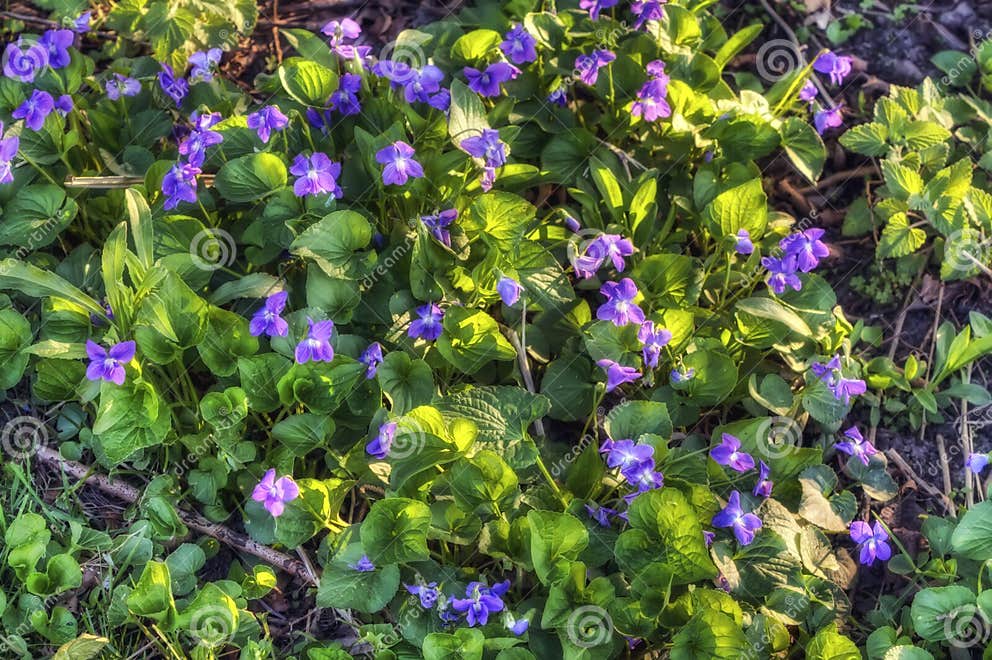 Blue Violets stock photo. Image of blooms, spring, floral - 15053614