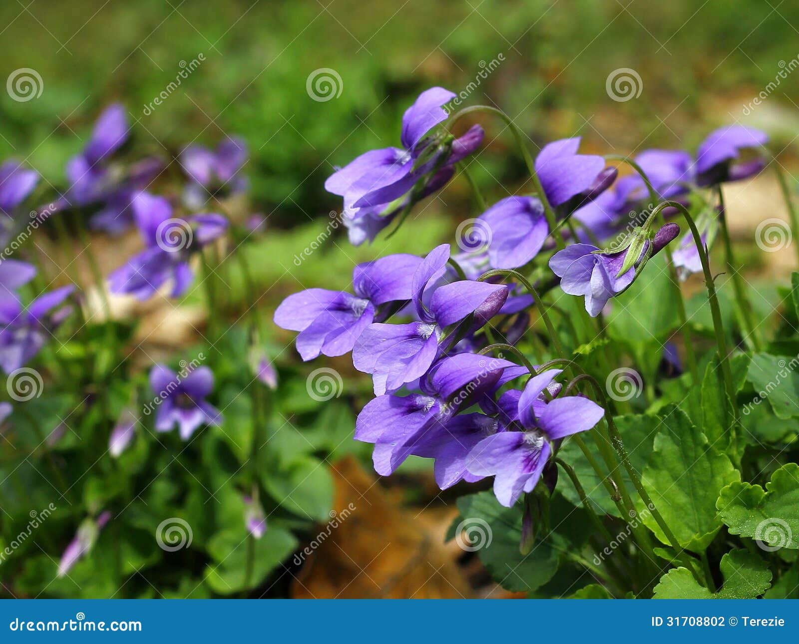 Blue violets stock photo. Image of colorful, spring, springtime - 31708802