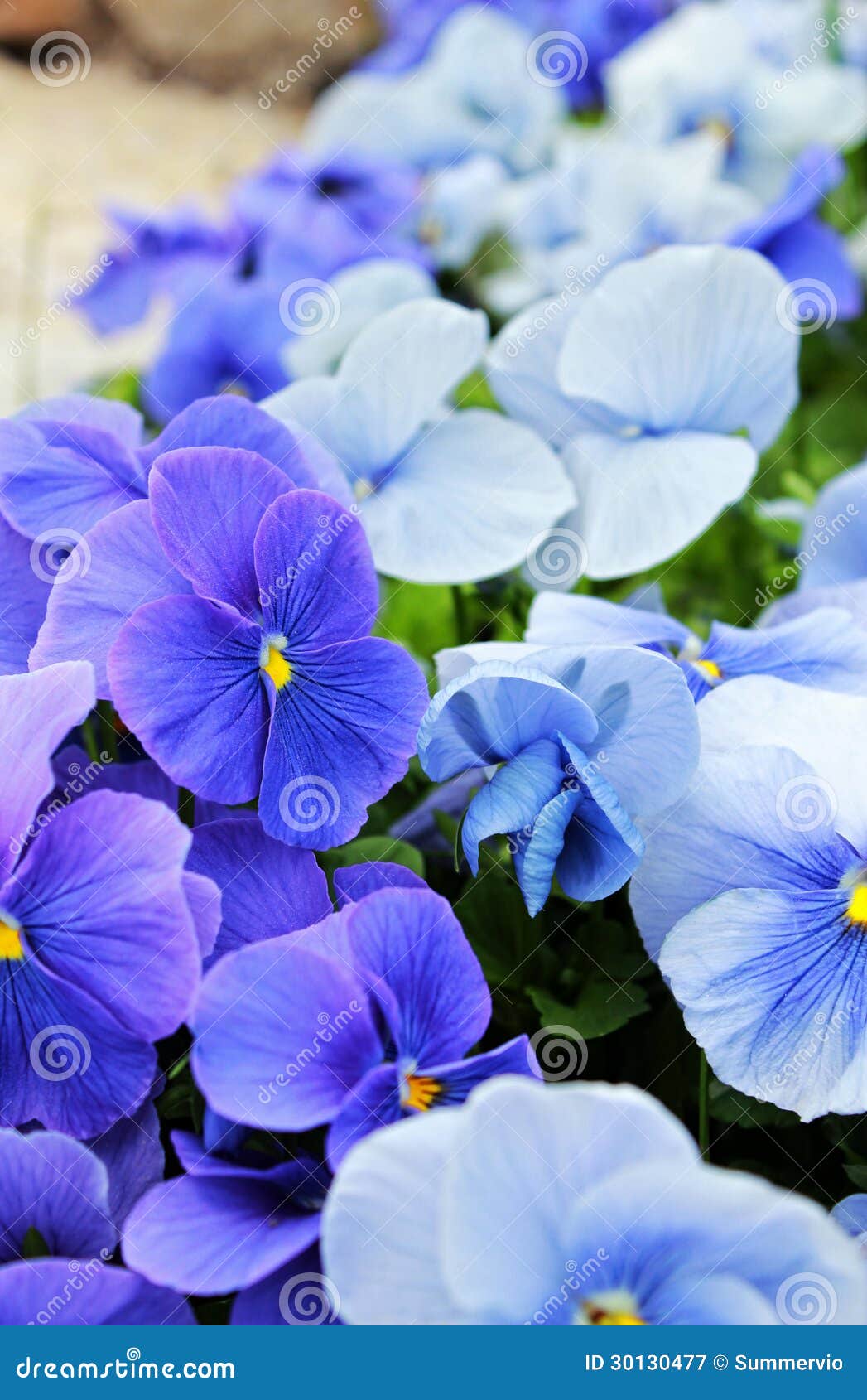 Blue violets stock image. Image of nature, garden, flower - 30130477