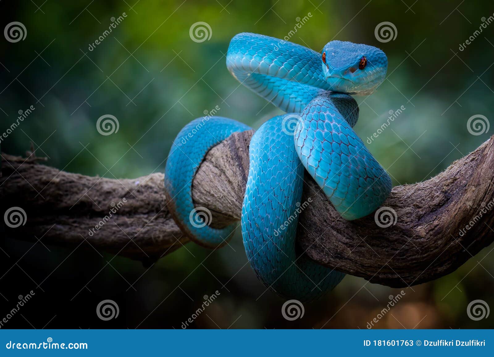 Blue Viper with Red Eyes in Defensive Position Stock Image - Image of ...