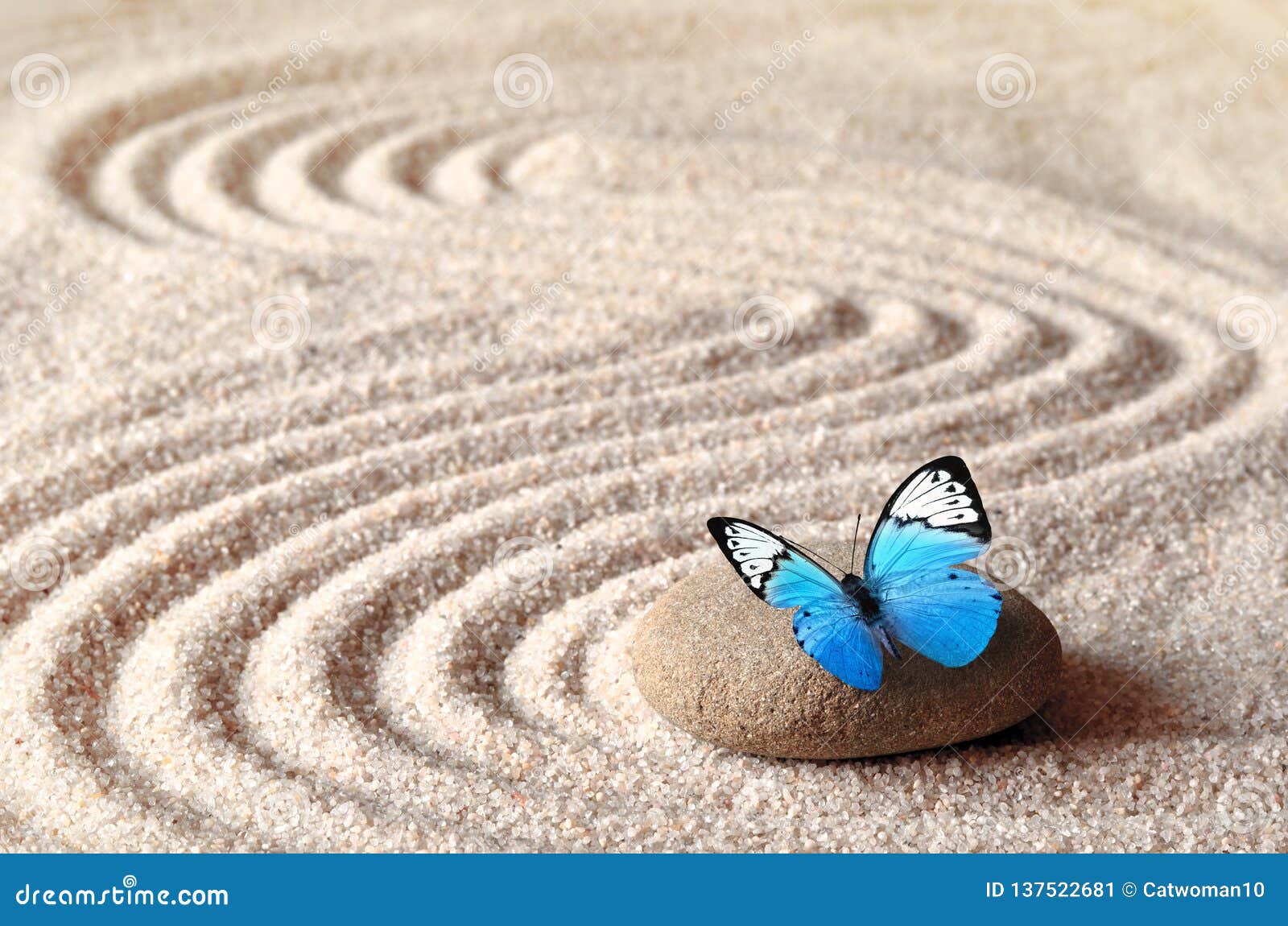 A Blue Vivid Butterfly on a Zen Stone with Circle Patterns in the Grain ...