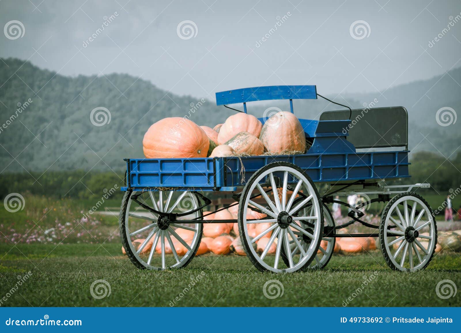 Blue Wagon Full of Pumpkins Stock Photo - Image of pumpkins, field ...