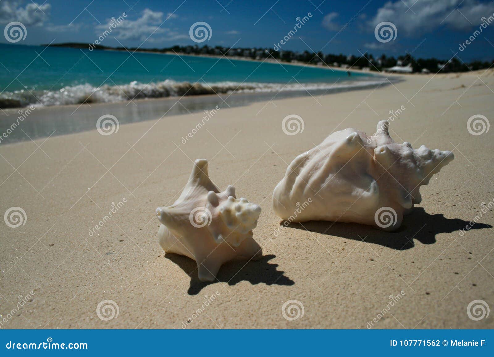 Waves Crashing and Conch Shells in Anguilla Stock Photo - Image of ...