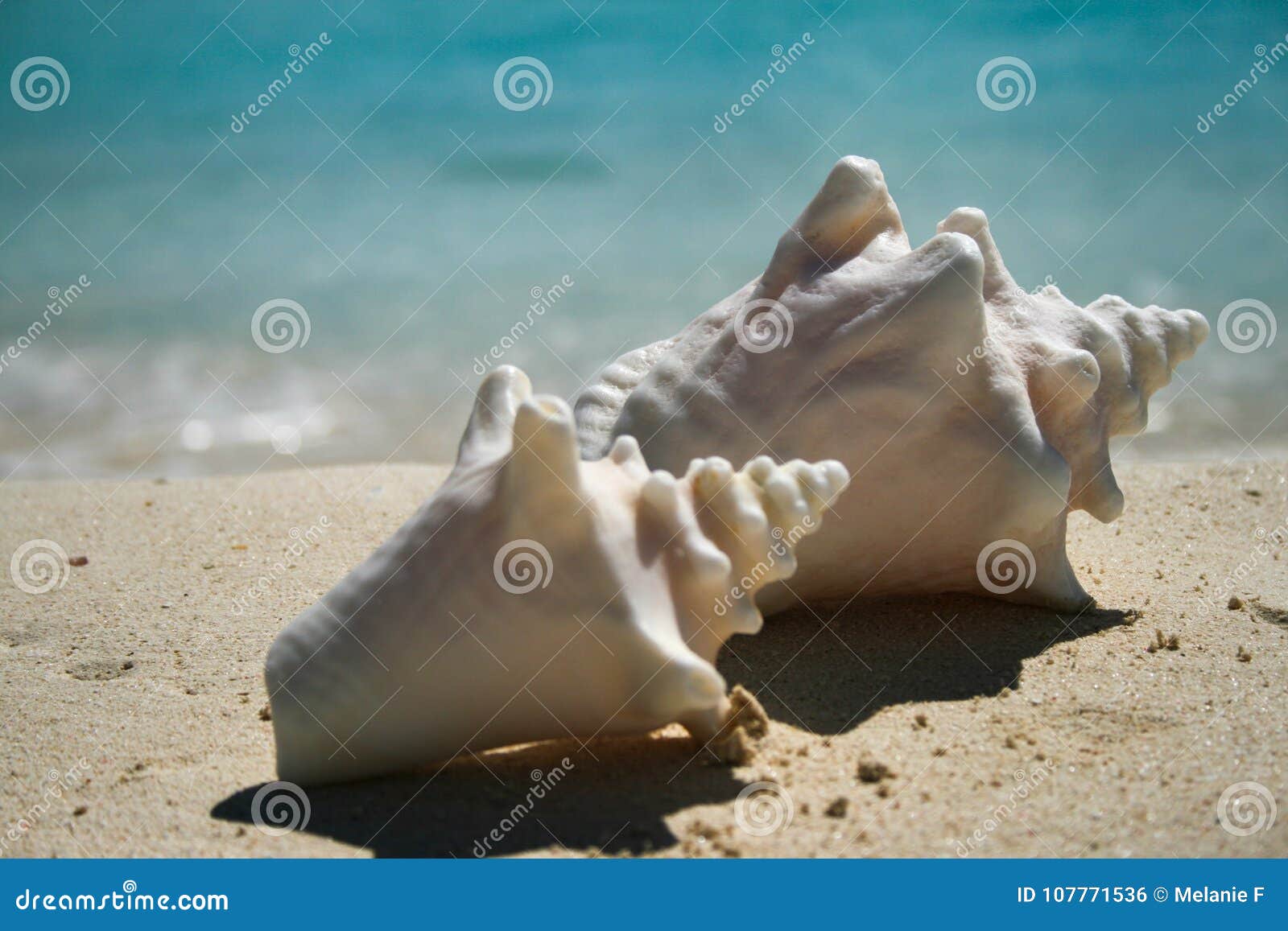 Blue Water and Conch Shells on Beach in Anguilla Stock Photo - Image of ...