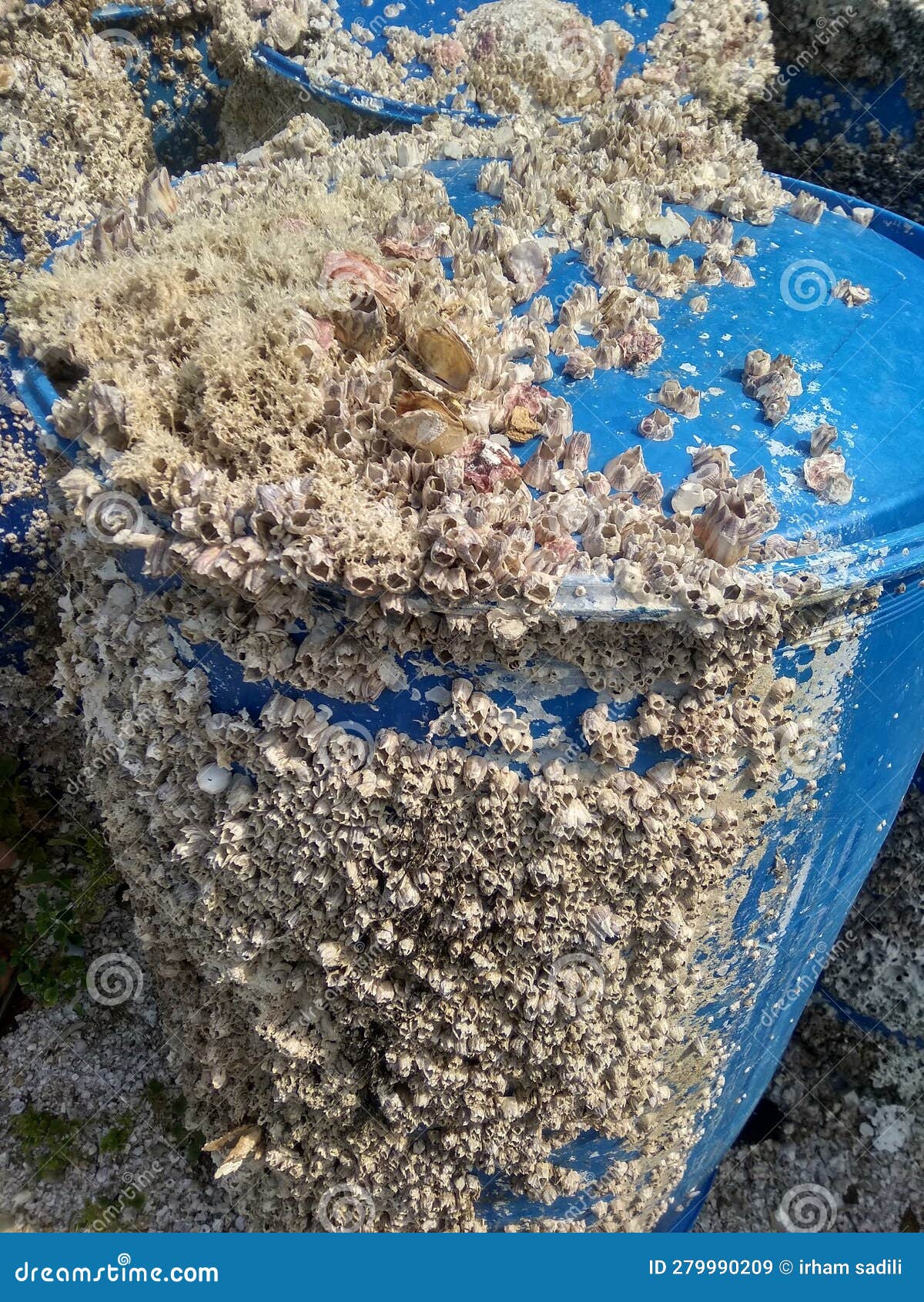 Blue Water Drums Gnarled by Sea Shells Stock Image - Image of shells ...