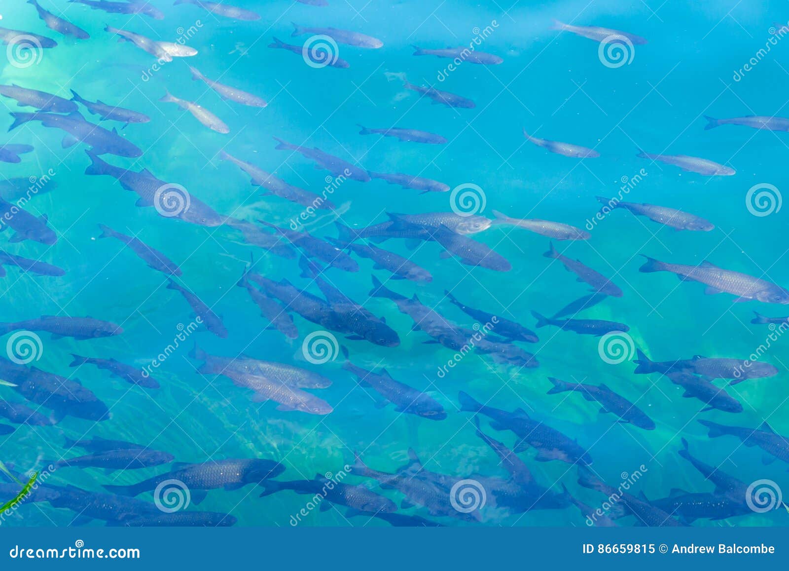 Blue water fish background stock image. Image of azure - 86659815