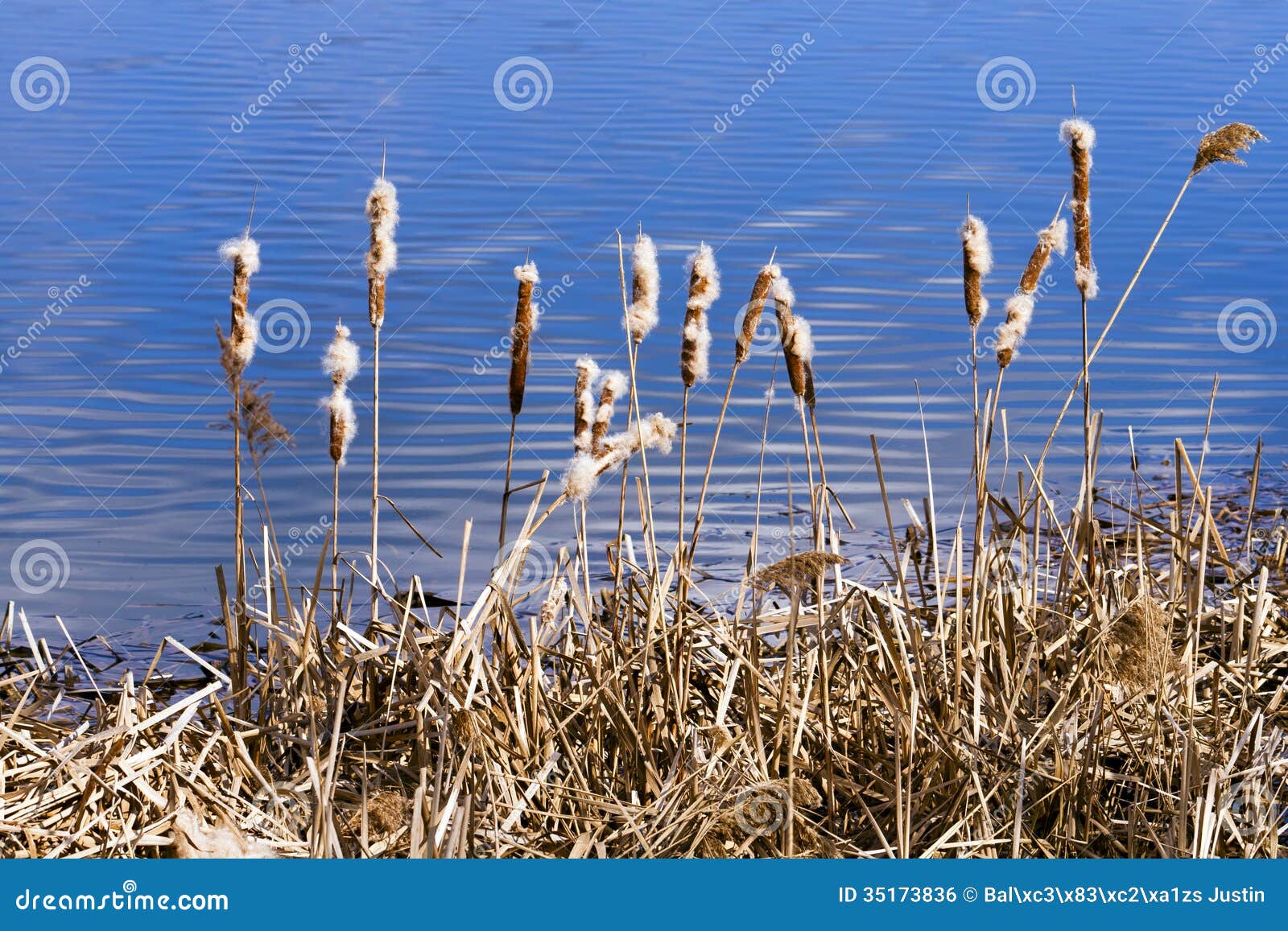 The Blue Water of the Lake and Reeds. Stock Photo - Image of lake ...