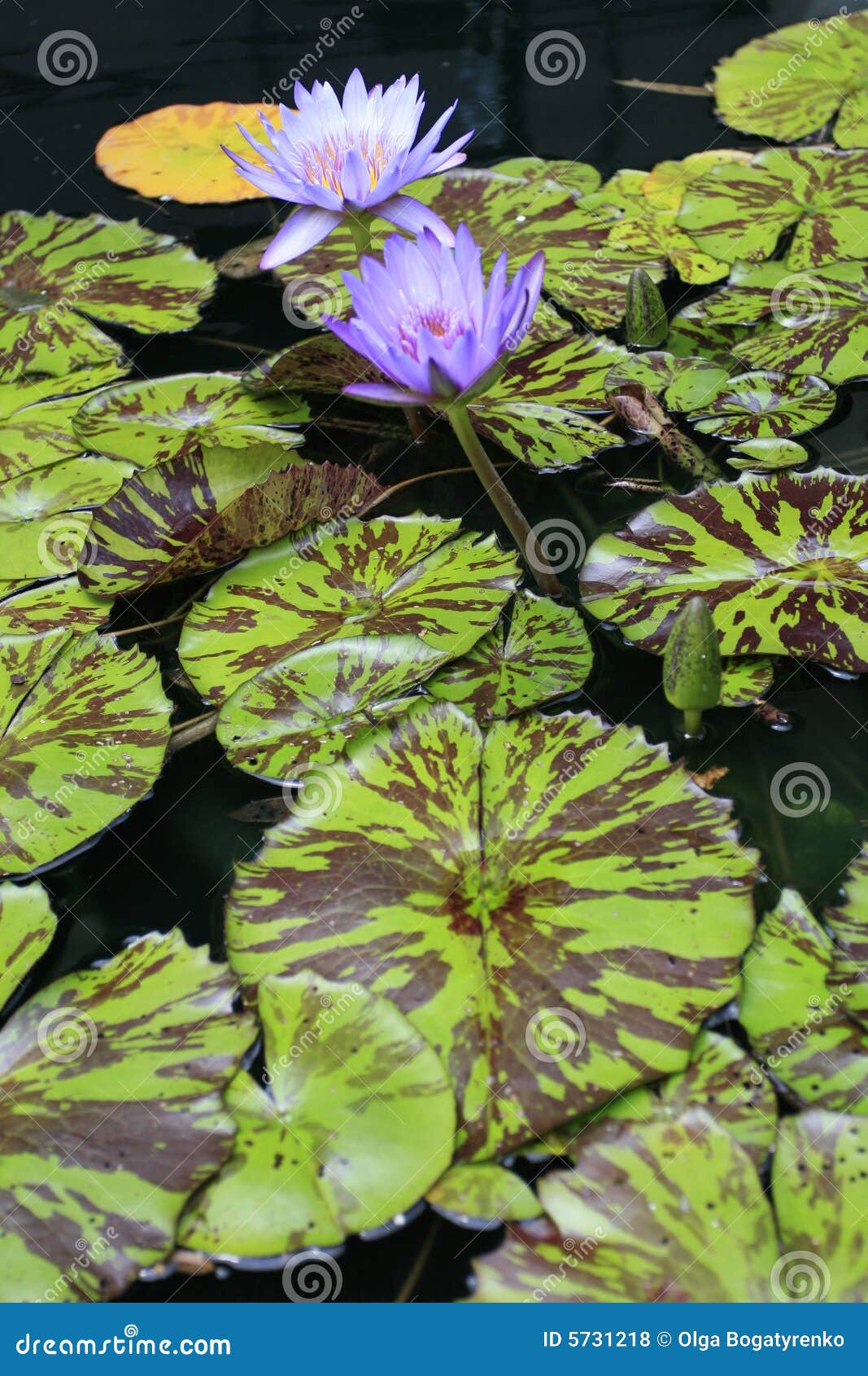 Blue Water Lilies stock photo. Image of season, lake, float - 5731218