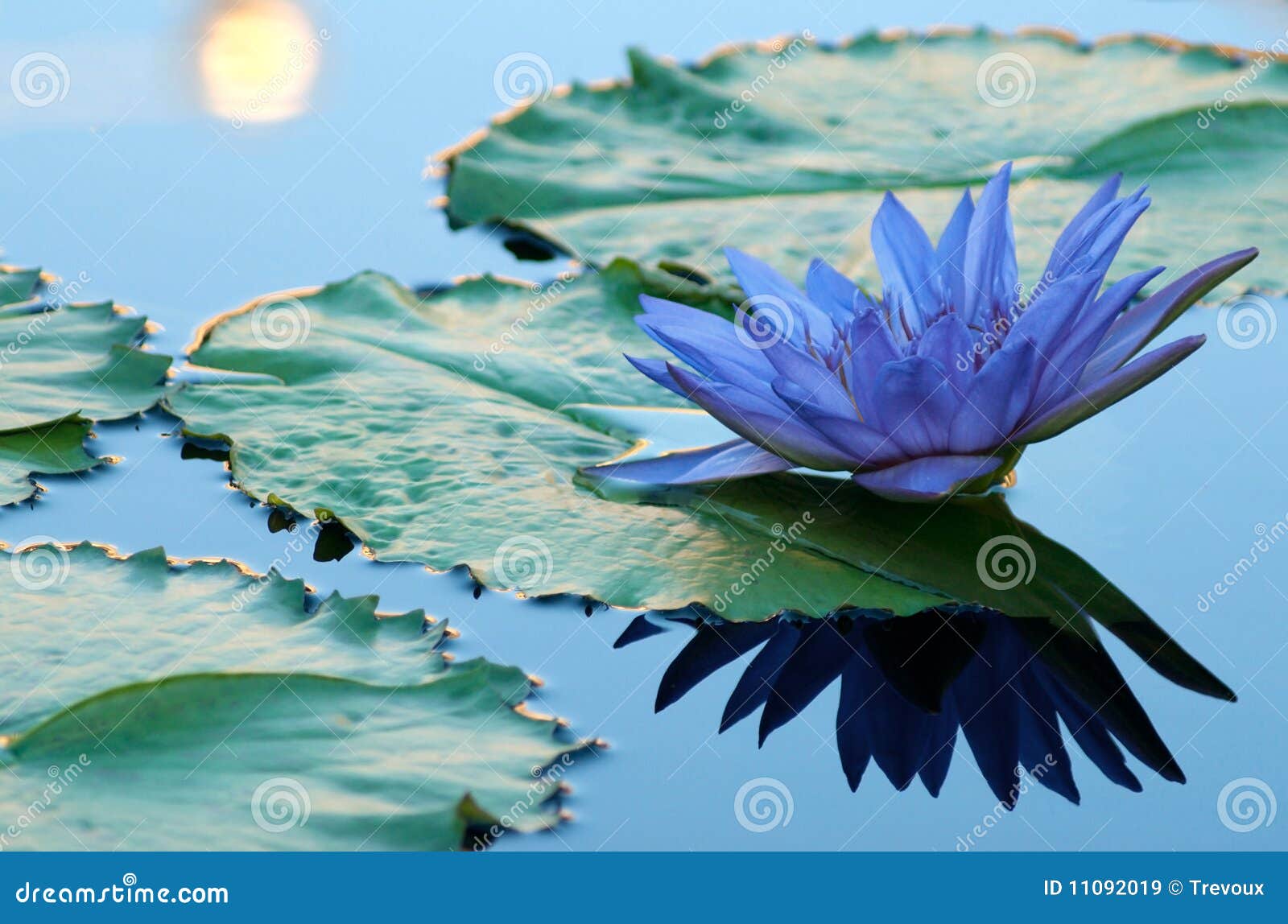 Blue water lily stock image. Image of peace, beautiful - 11092019