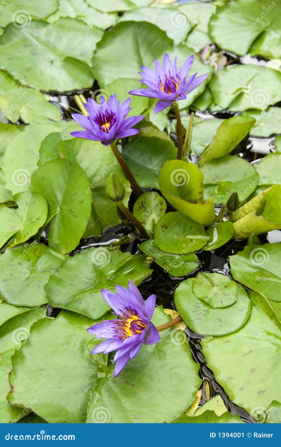 Blue water lily stock image. Image of nymphaeaceae, green - 1394001